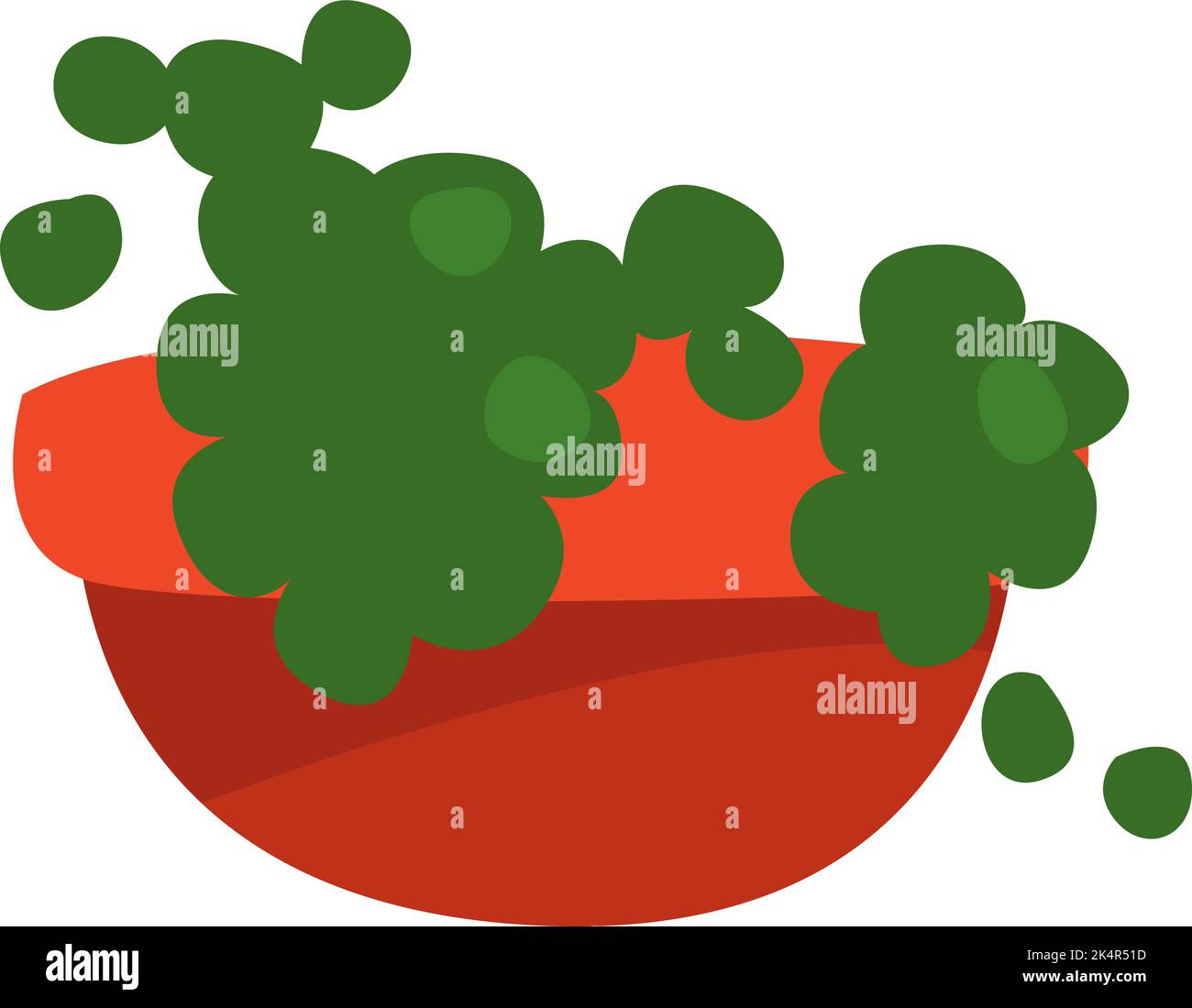 String of pearls plant, illustration, vector on a white background ...