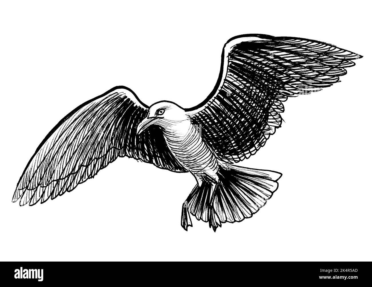 Flying seagull drawing hi-res stock photography and images - Alamy
