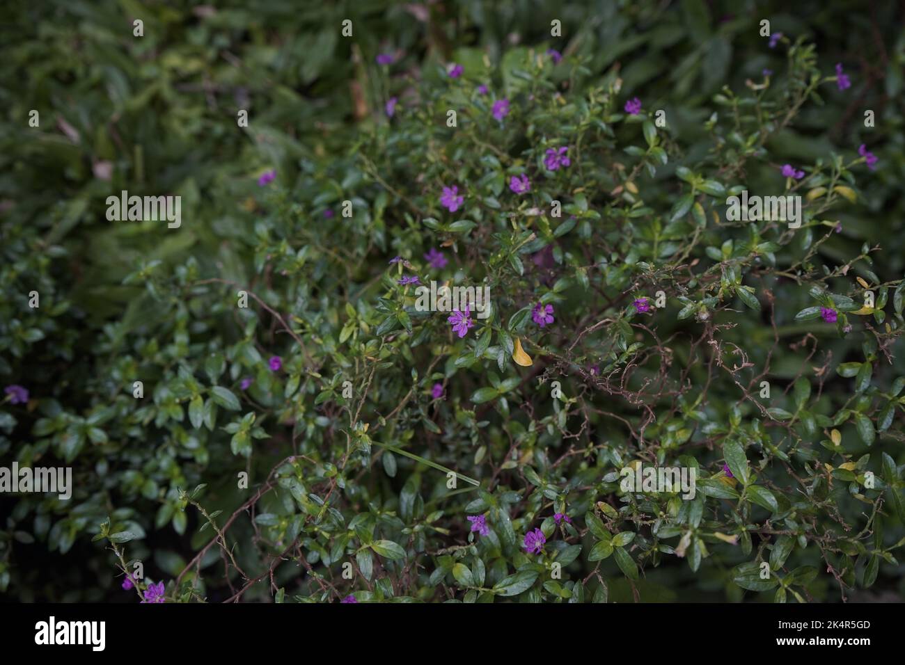 Nature background wallpaper of green plants and grass Stock Photo - Alamy