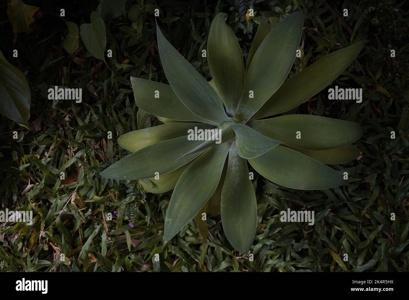 Furcaria hi-res stock photography and images - Alamy