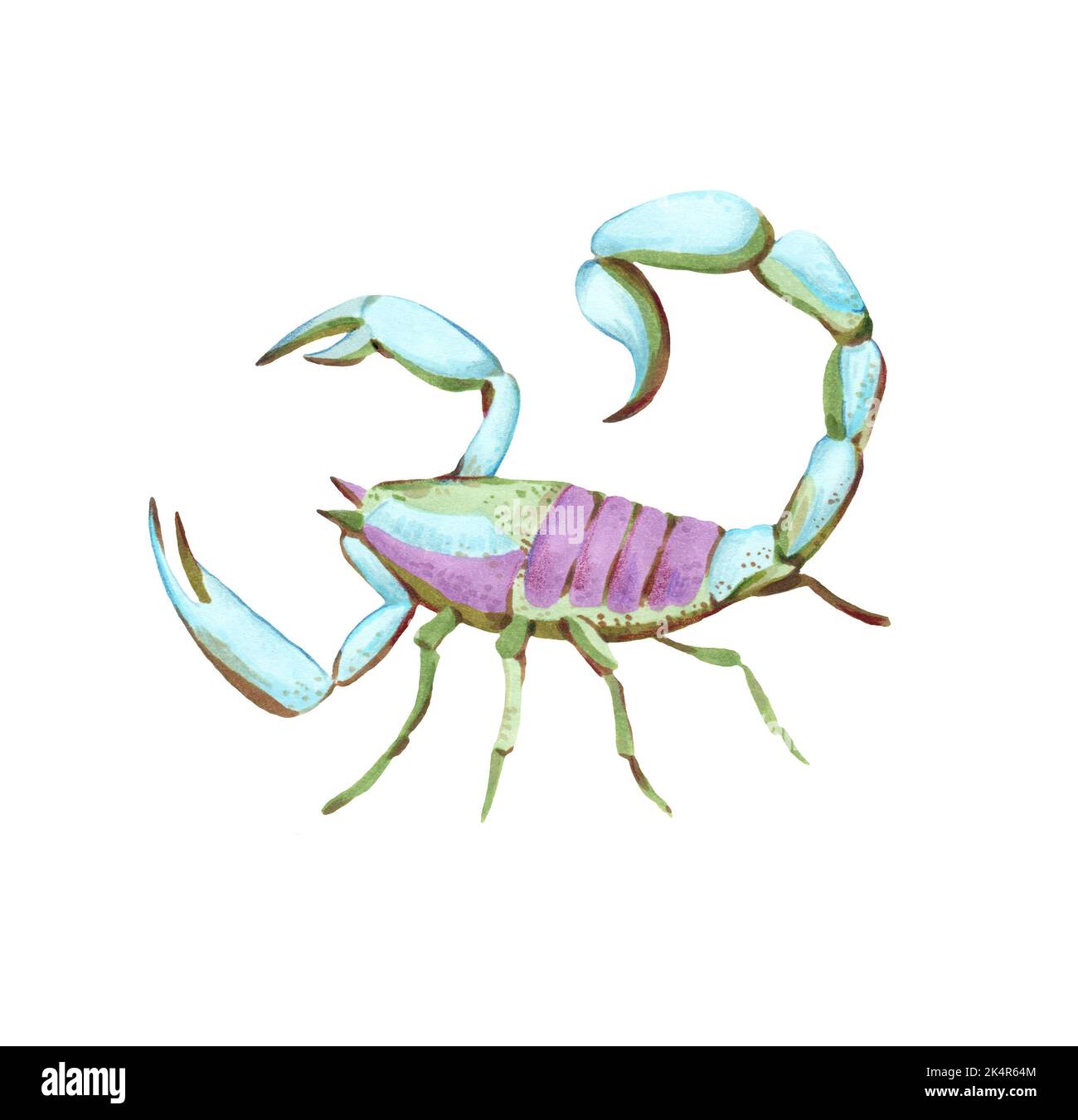 Illustration of scorpion in watercolor style isolated on white ...