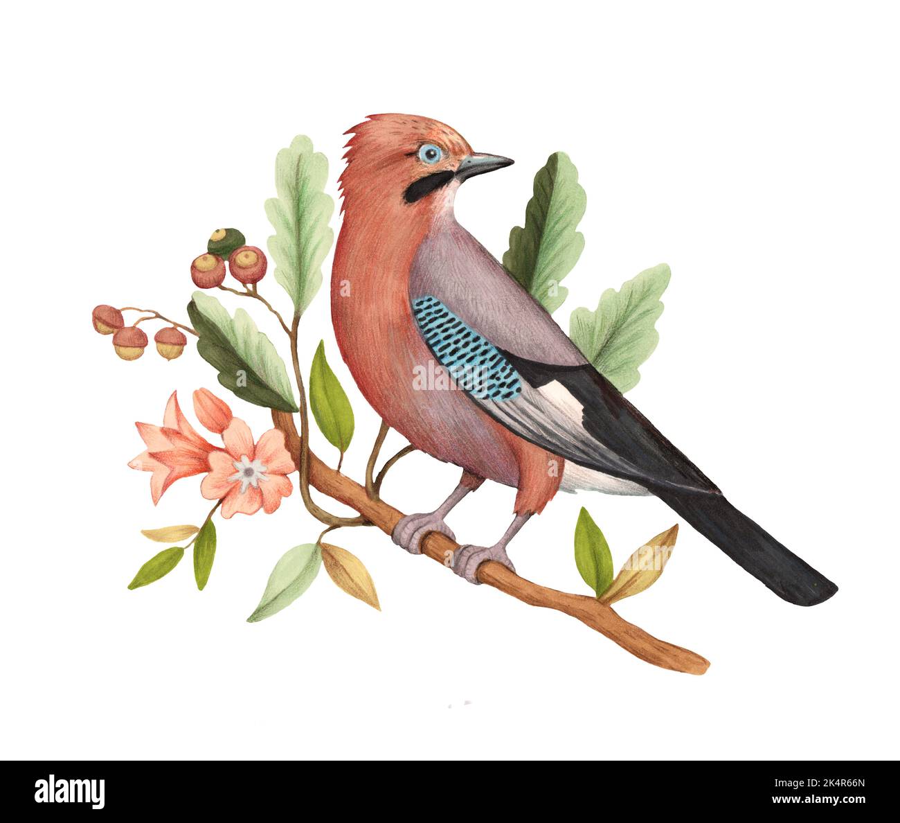 Eurasian jay, Garrulus glandarius, sitting on decorative tree branch ...