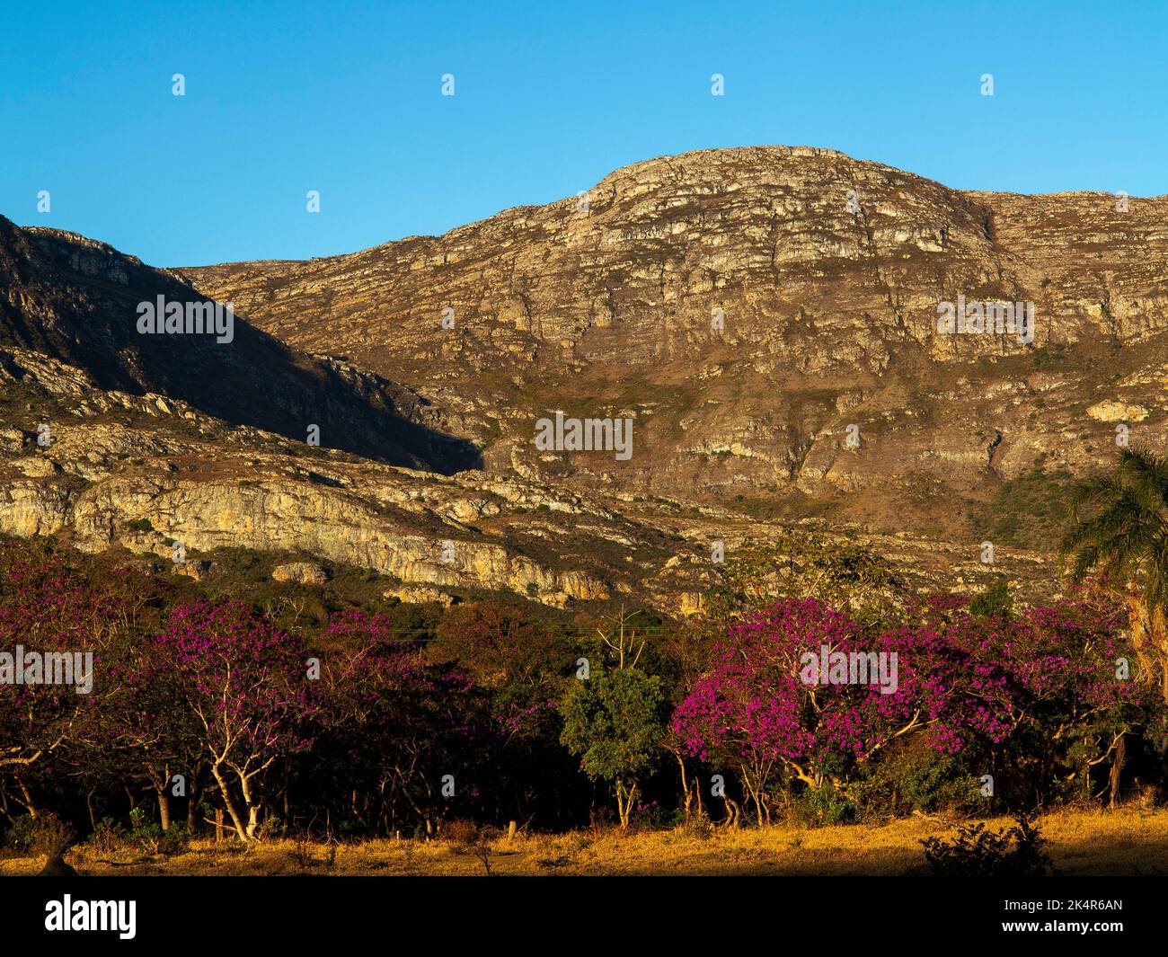 Purple ipe tree at Lapinha da Serra, Minas Gerais, Brazil Stock Photo ...