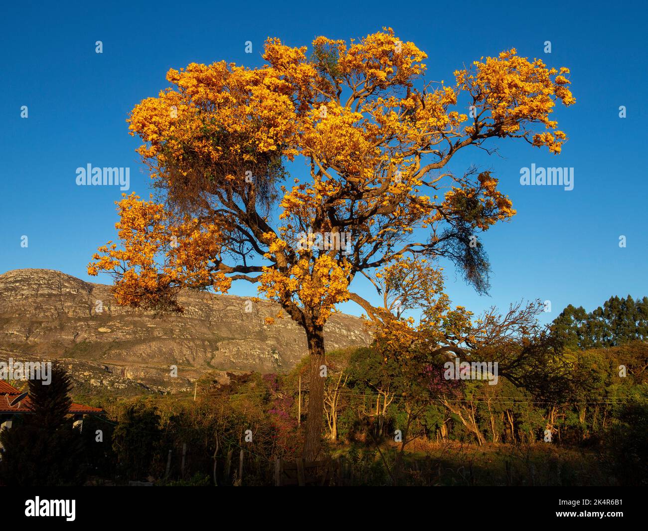 Yellow ipe tree at Lapinha da Serra, Minas Gerais, Brazil Stock Photo ...