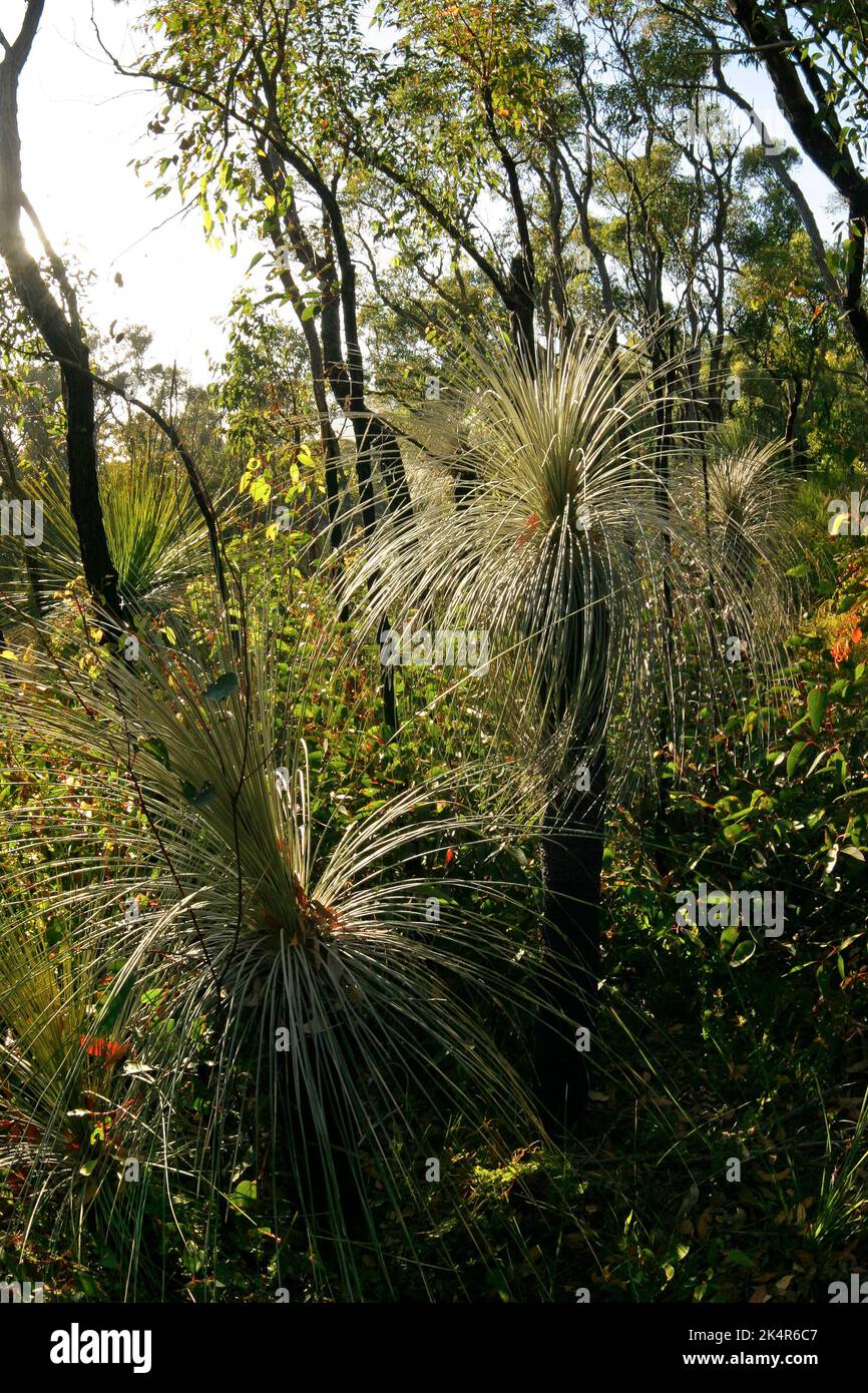 Grass Tree ( Xanthorrrhoea Plant) in bush land, Southwest Australia ...