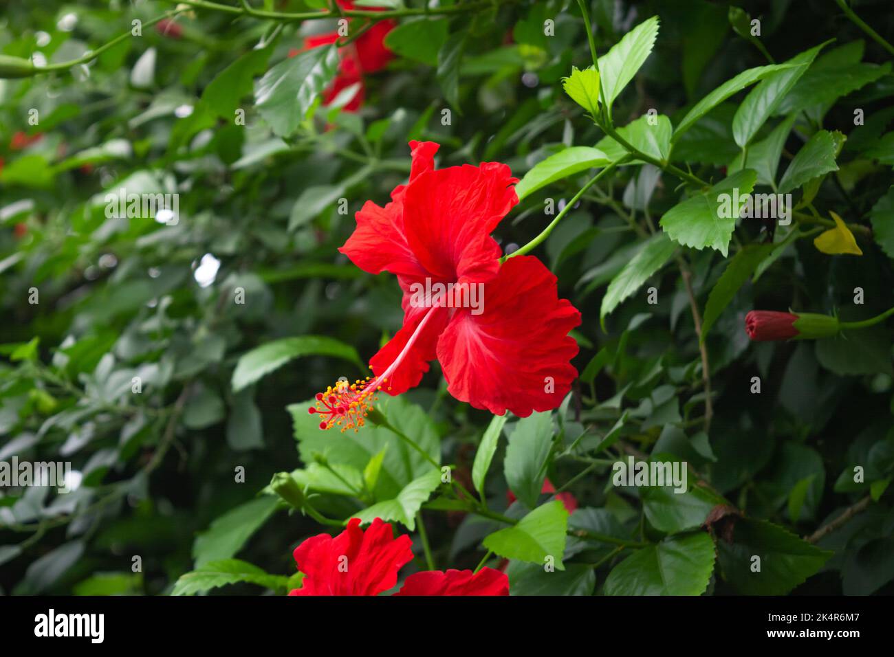 Beautiful red hibiscus flower on branch Stock Photo - Alamy