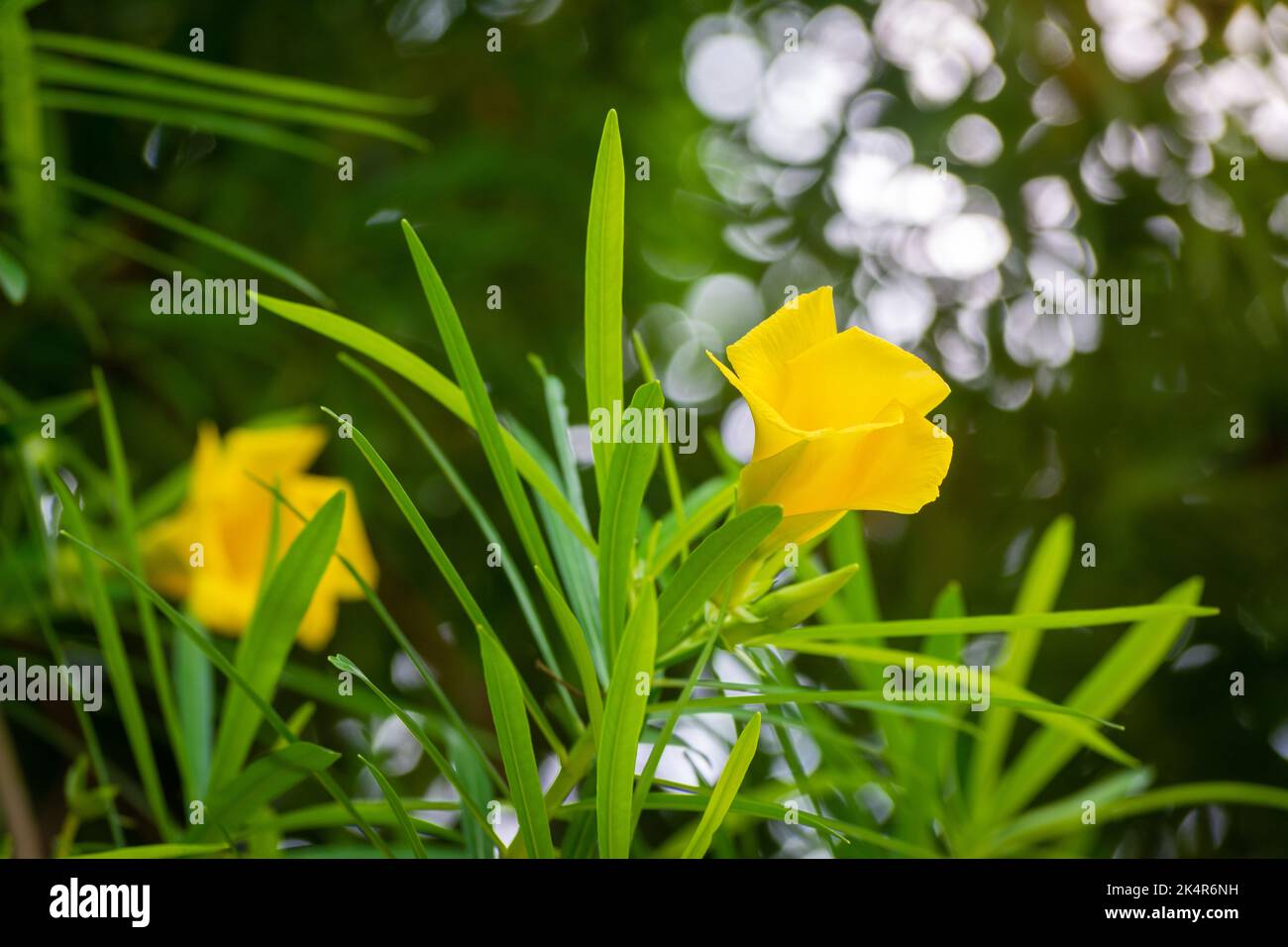 Yellow oleander hi-res stock photography and images - Alamy