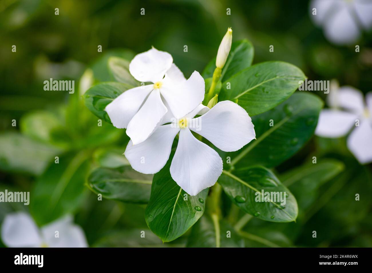 White periwinkle flowers bloom in the garden. Catharanthus roseus Stock ...