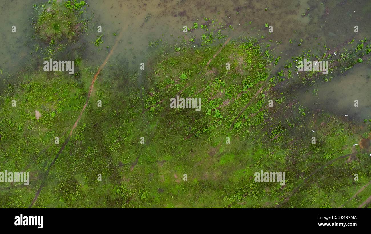 Aerial view of green pasture affected by rainy season floods. Top view ...