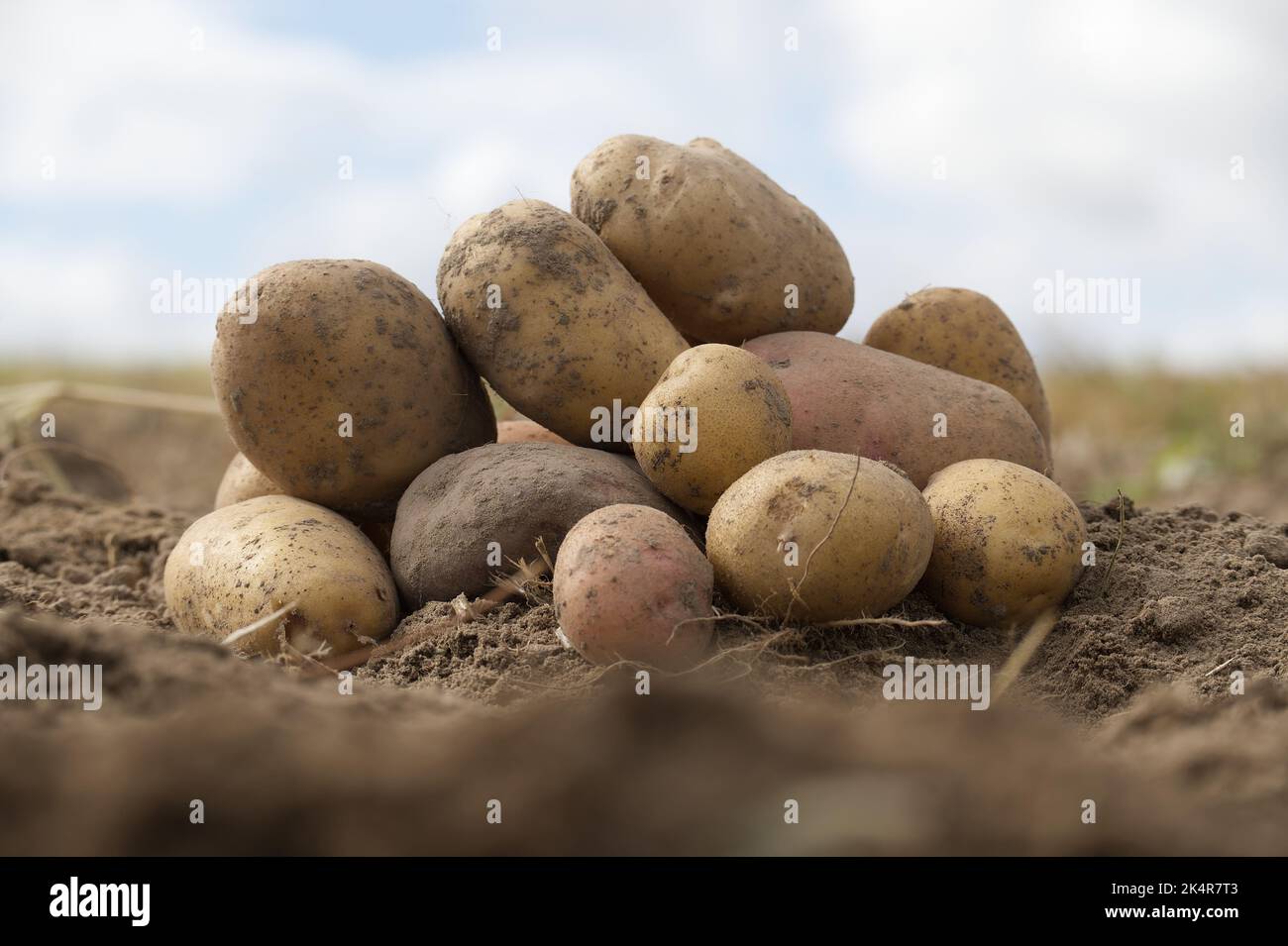 Newly dug or harvested potatoes in a organic family farm field in a low ...