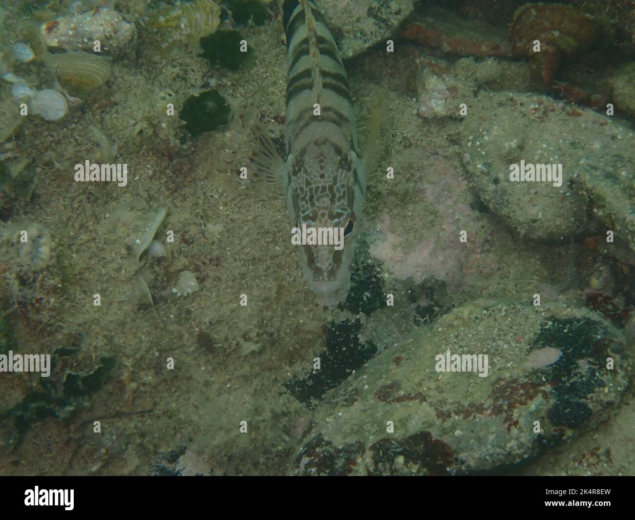 Comber fish serranus cabrilla hi-res stock photography and images - Alamy