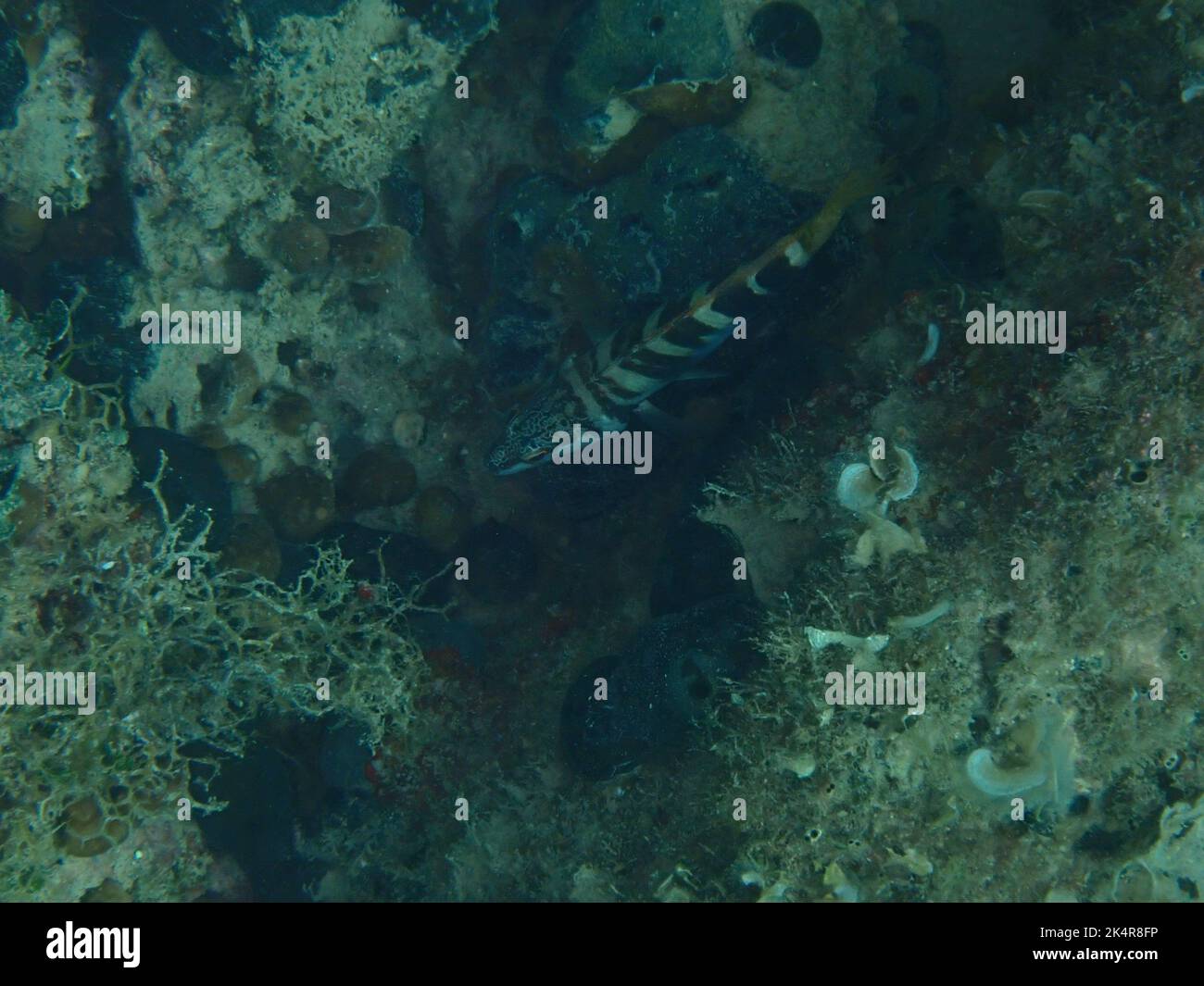 Marine fish comber serranus cabrilla hi-res stock photography and ...