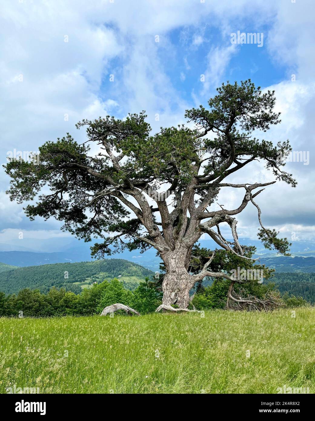 A verical shot of the tree of wisdom in Serbia in cloudy sky background ...