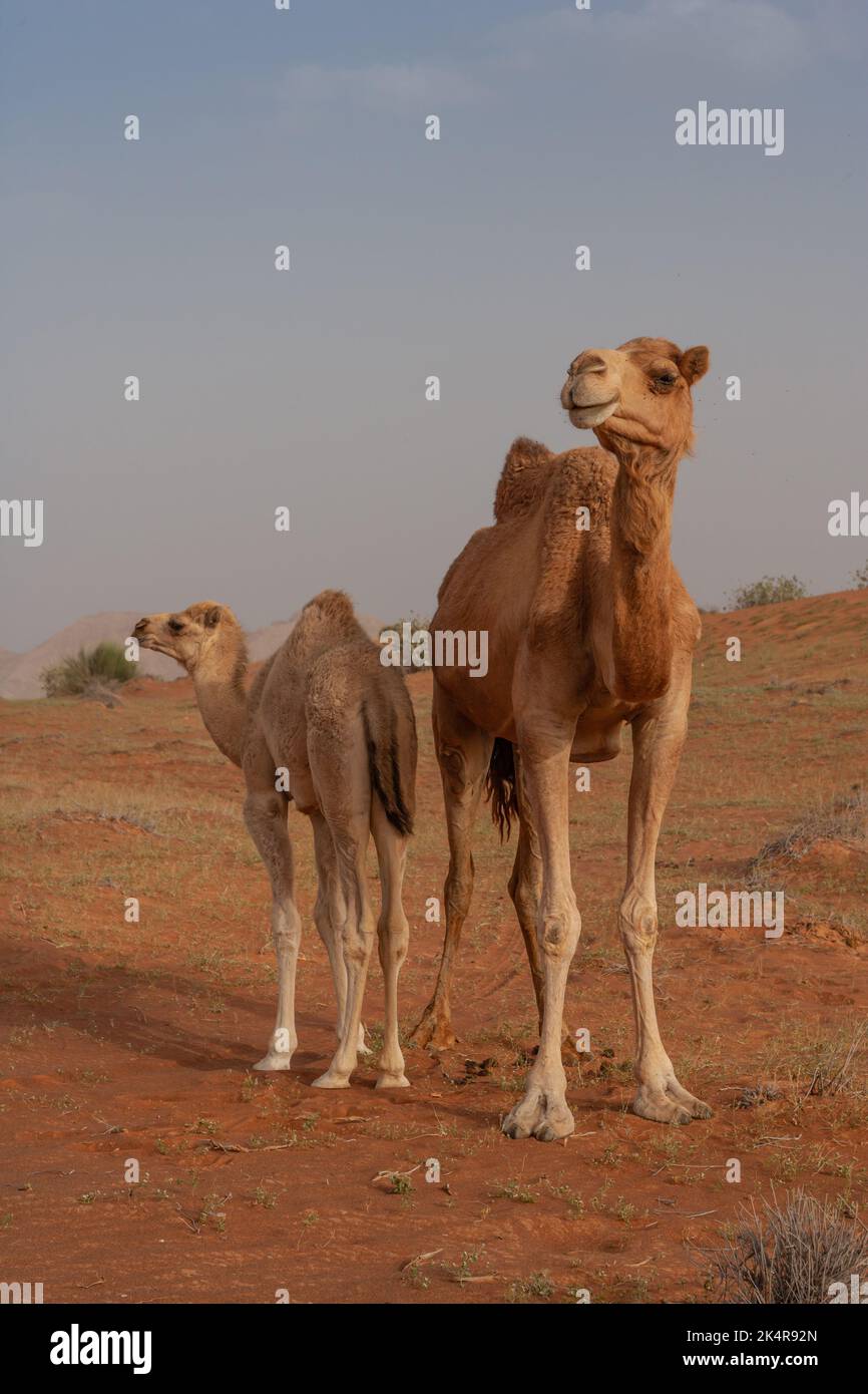 A camel with her young calf in Wadi al Faya in the Emirate of Sharjah ...