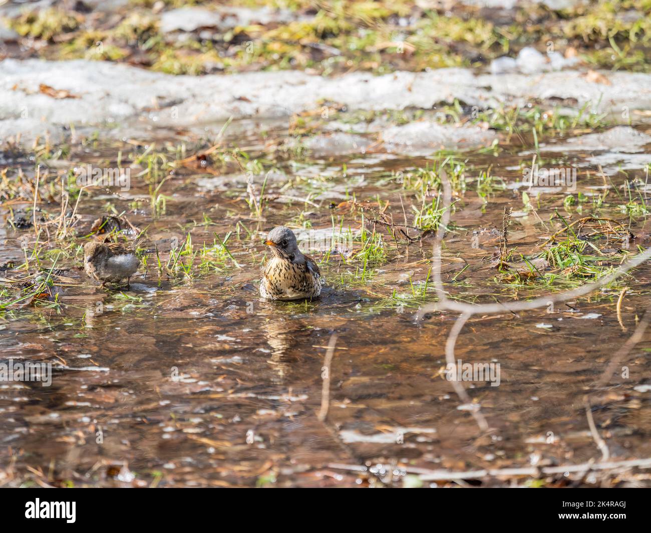 Thrush takes a bath in a puddle. The bird swims in the water. Fieldfare ...
