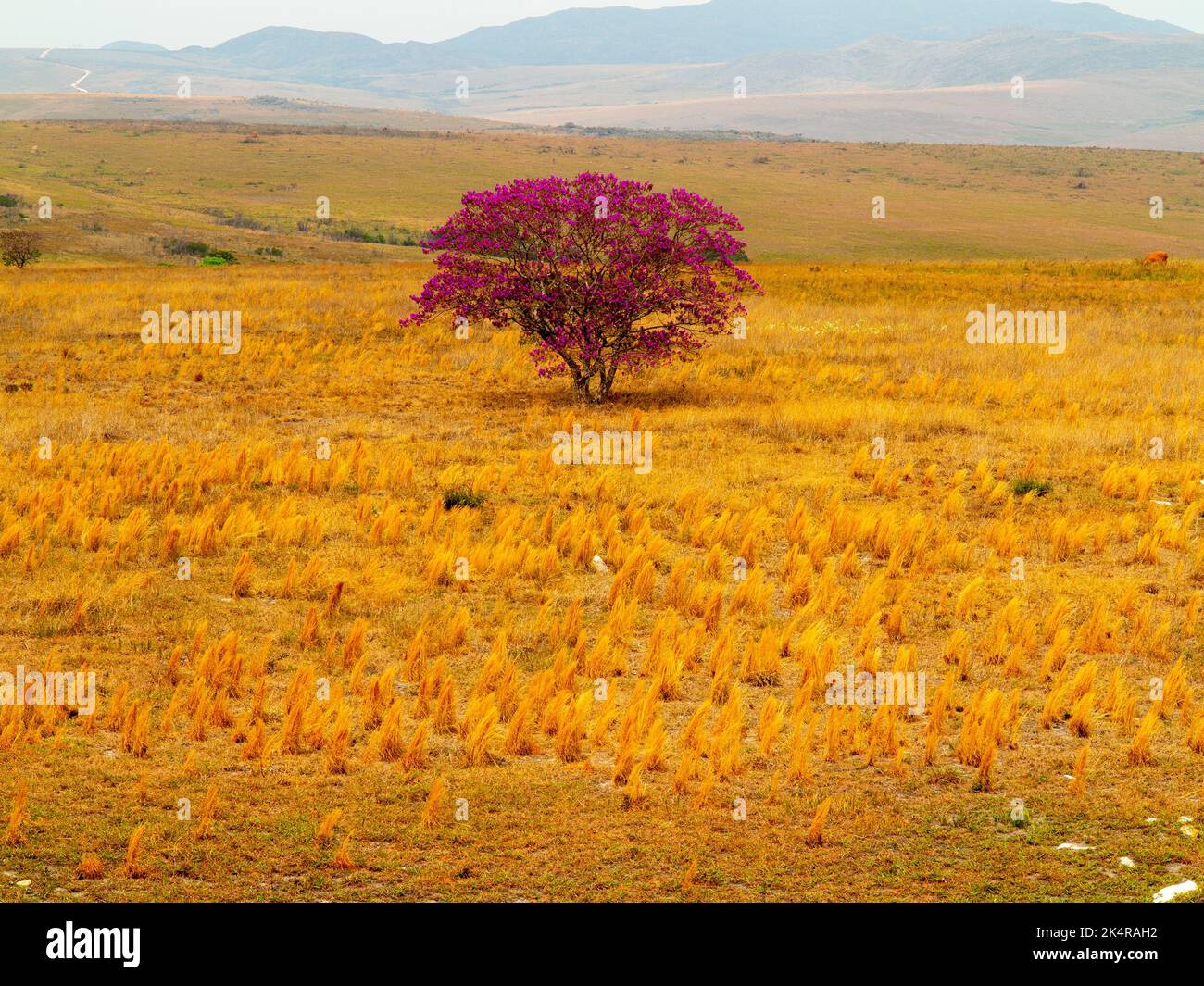 Ipe tree hi-res stock photography and images - Alamy