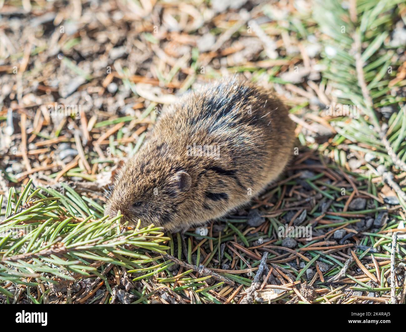 A closeup of a Common vole on the ground with a blurry background ...