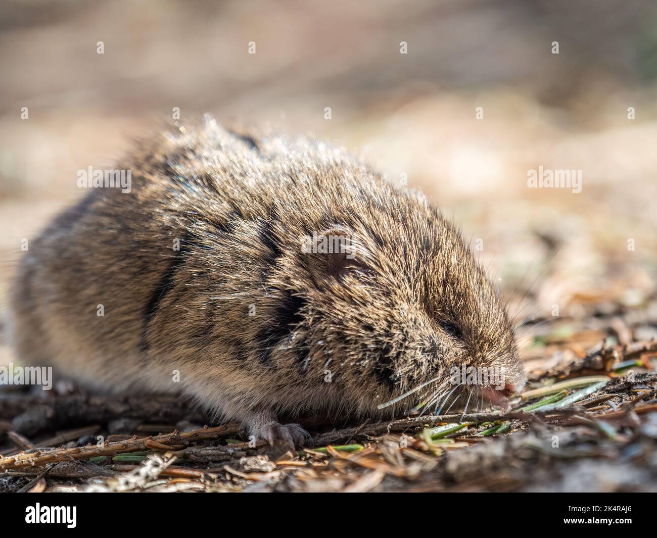 A closeup of a Common vole on the ground with a blurry background ...