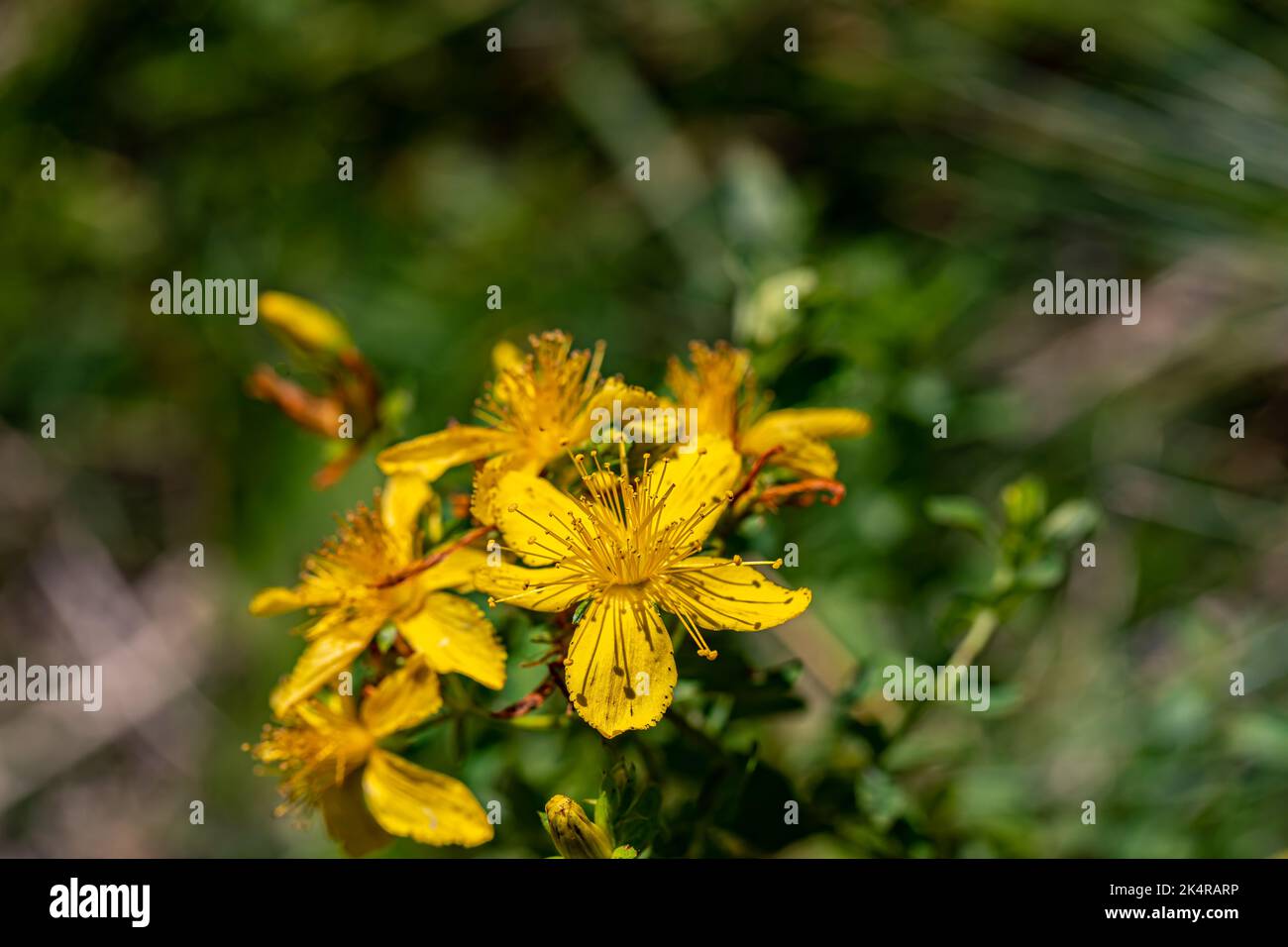 Hypericum perforatum flower in meadow Stock Photo - Alamy