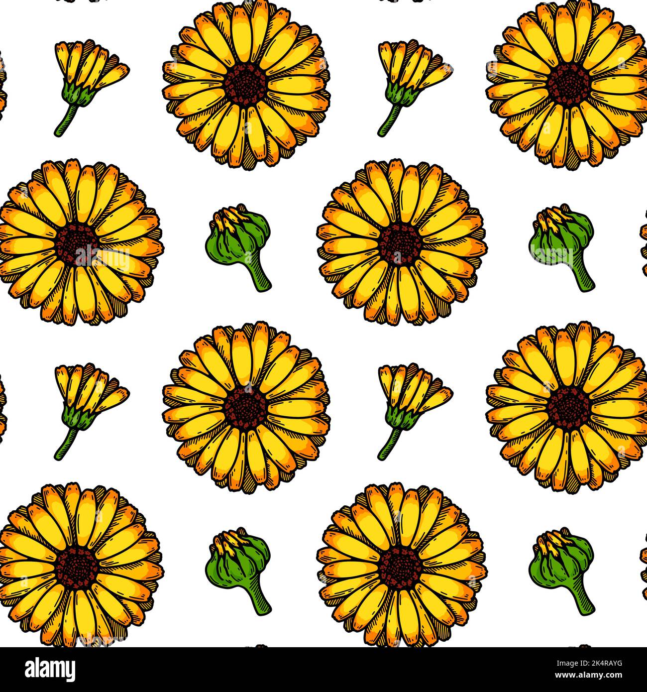 Orange and yellow calendula flowers Stock Vector Images - Alamy