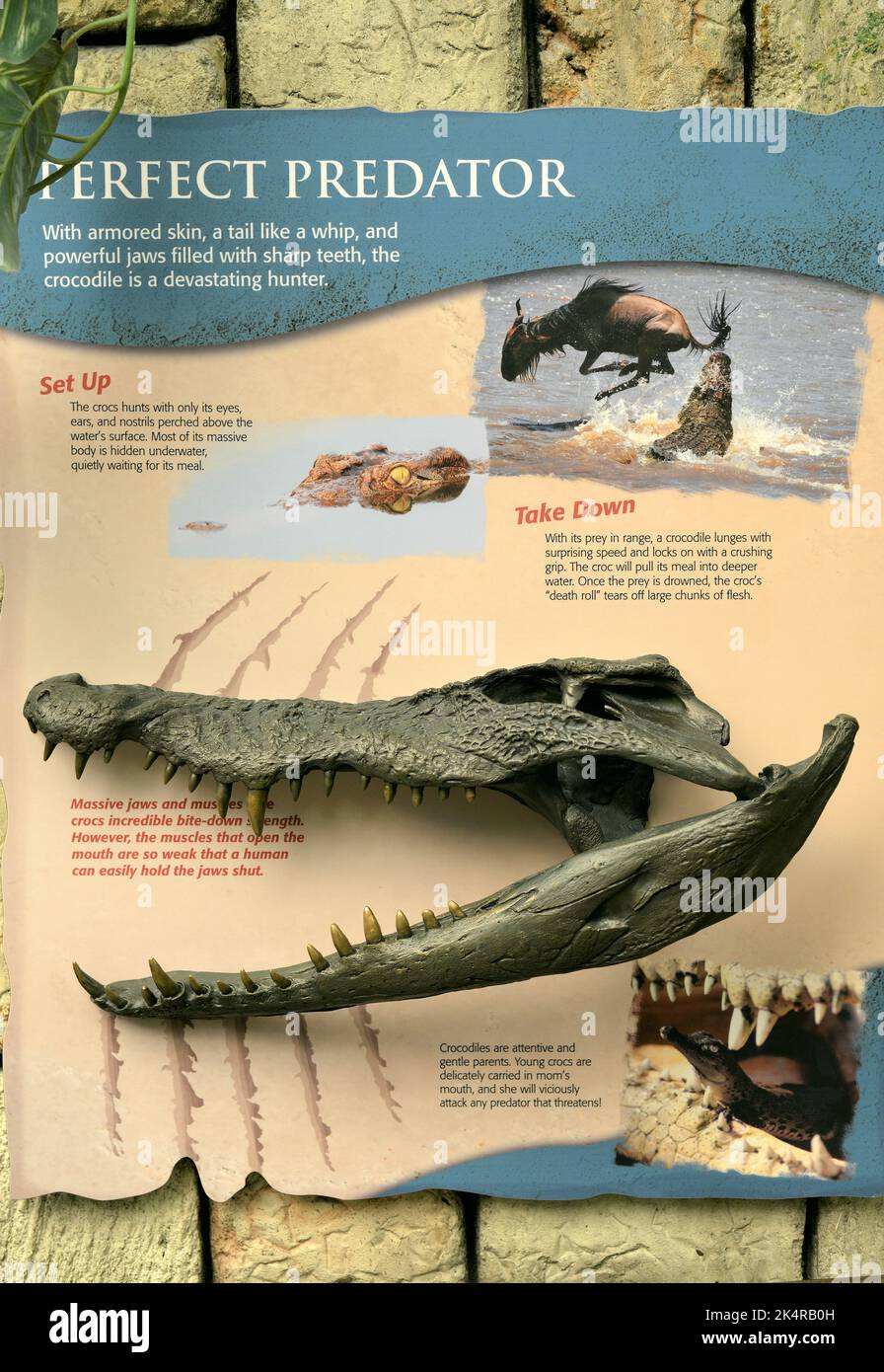 Shark Reef Aquarium at the Mandalay Bay Hotel in Las Vegas, Nevada, USA ...