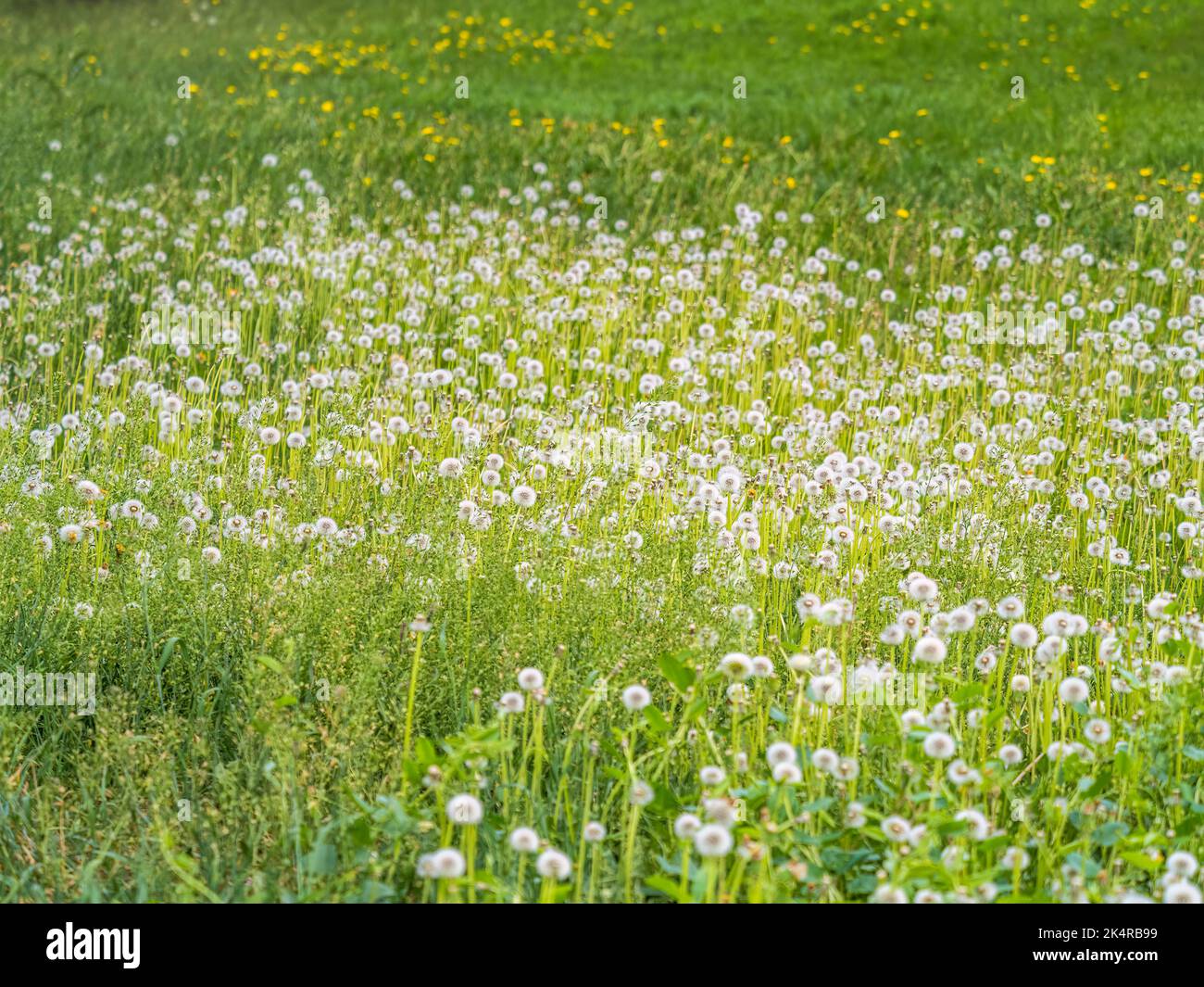 Field with white dandelion flowers. Meadow of white dandelions. Summer ...