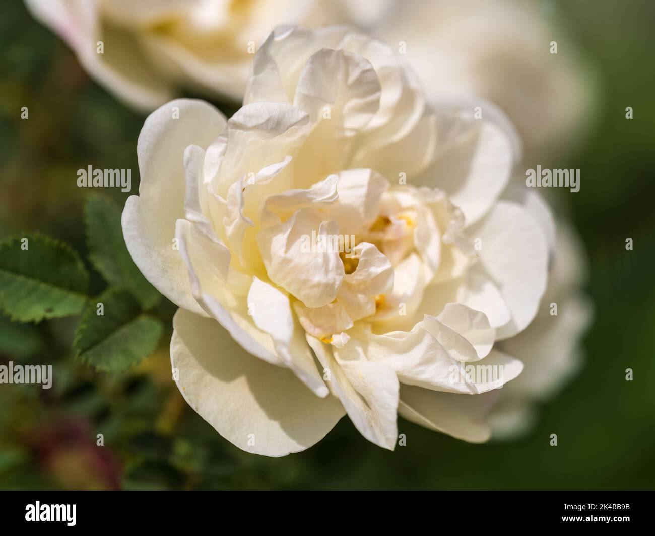 Rosa odorata wihite flowers with burred background. Roses from the kind ...