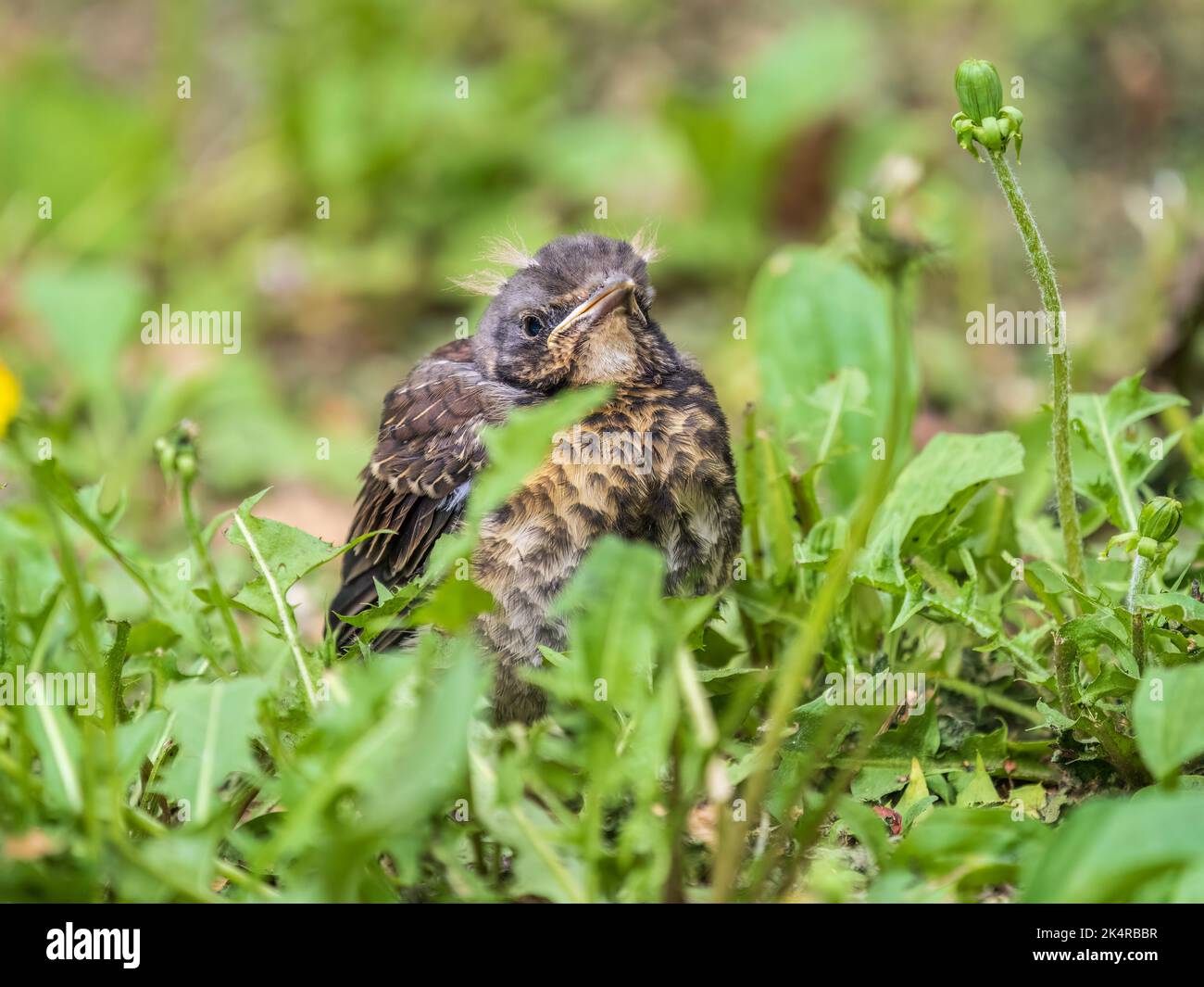 A fieldfare chick, Turdus pilaris, has left the nest and sitting on the ...