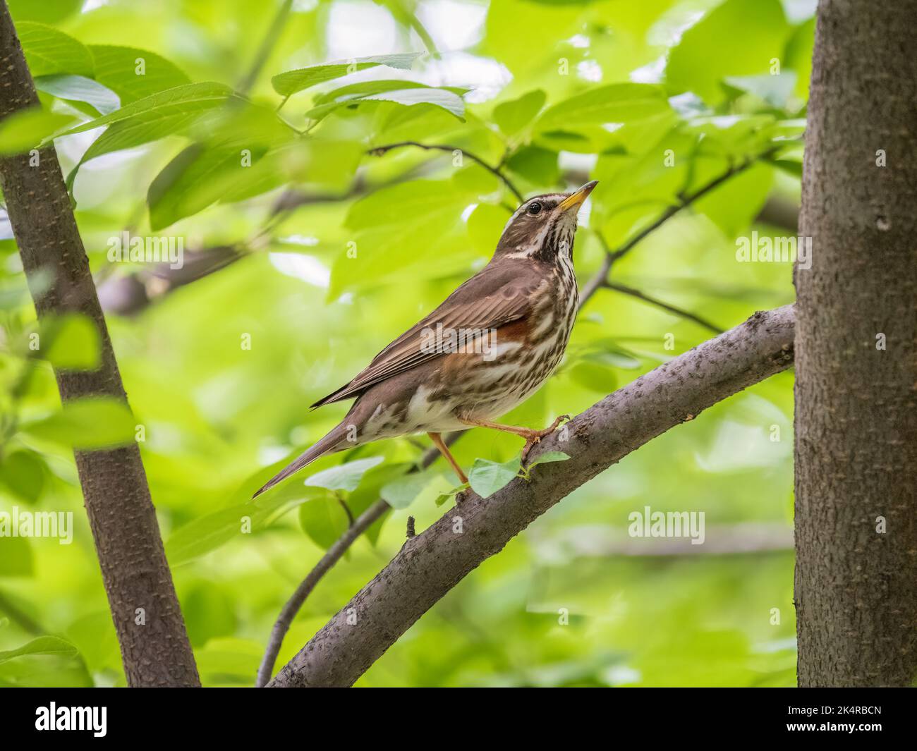 Wood bird Redwing, Turdus iliacus, sits on tree branch. Small thrush ...