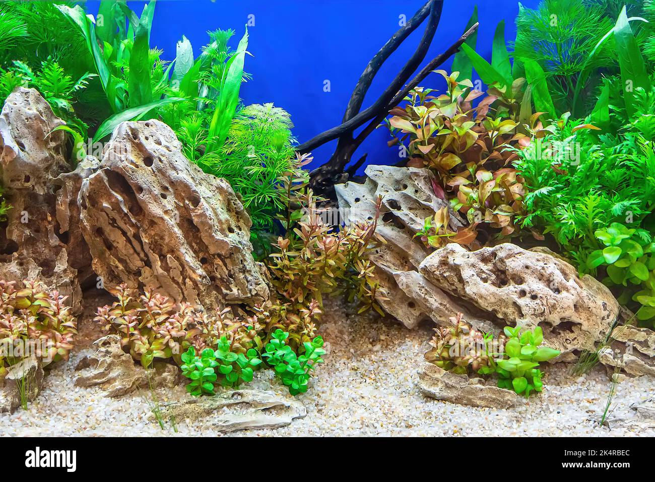 Underwater landscape nature forest style aquarium tank with a variety ...