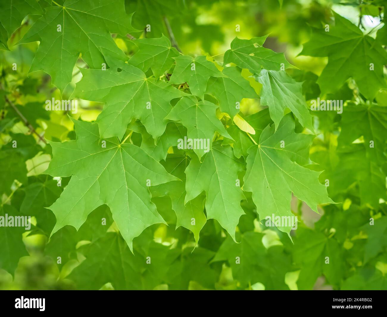 Spring branches of maple tree with fresh green leaves. Spring ...