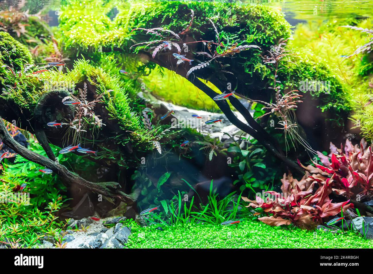 Underwater landscape nature forest style aquarium tank with a variety ...