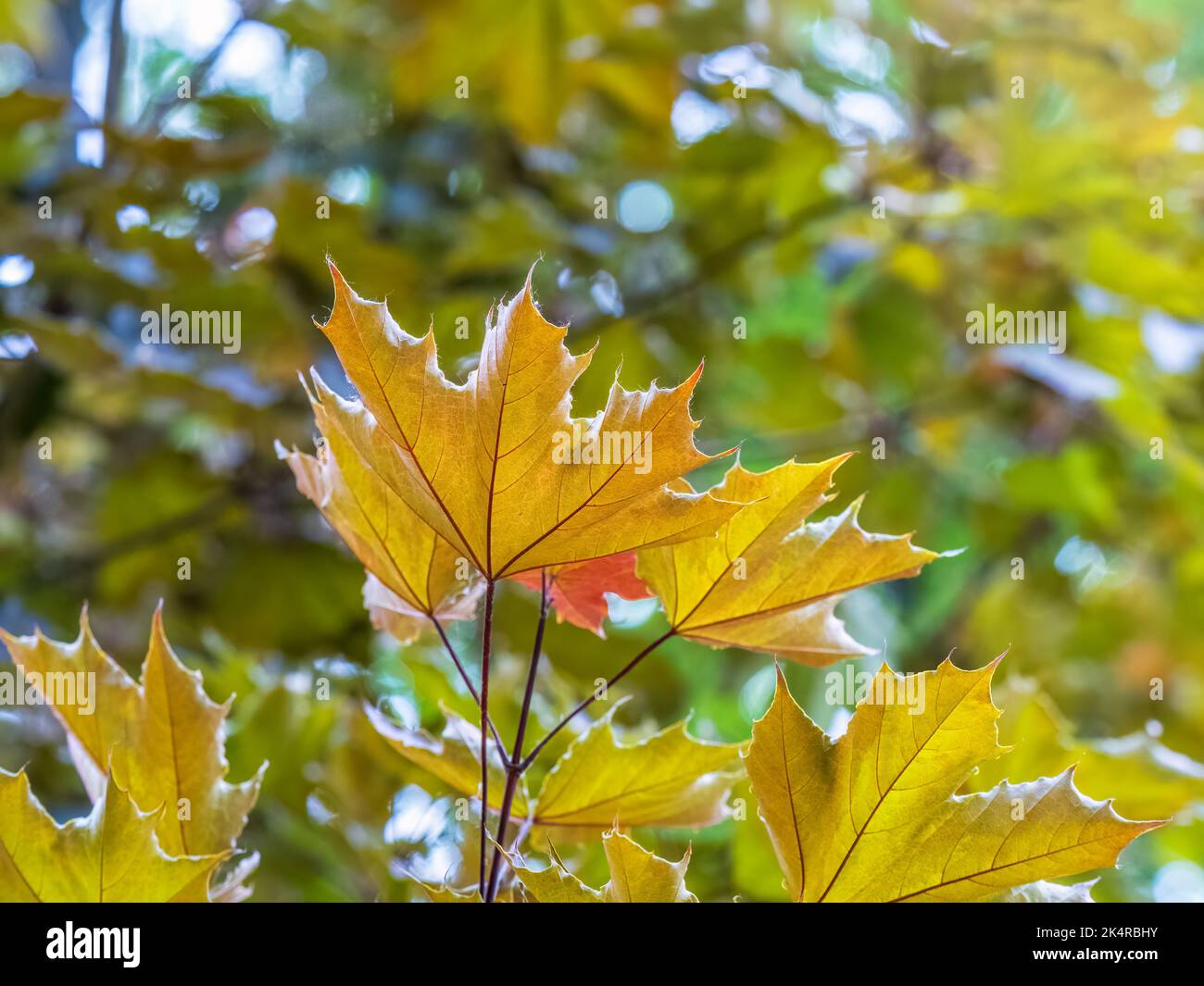 Tree branch with dark red leaves, Acer platanoides, the Norway maple ...