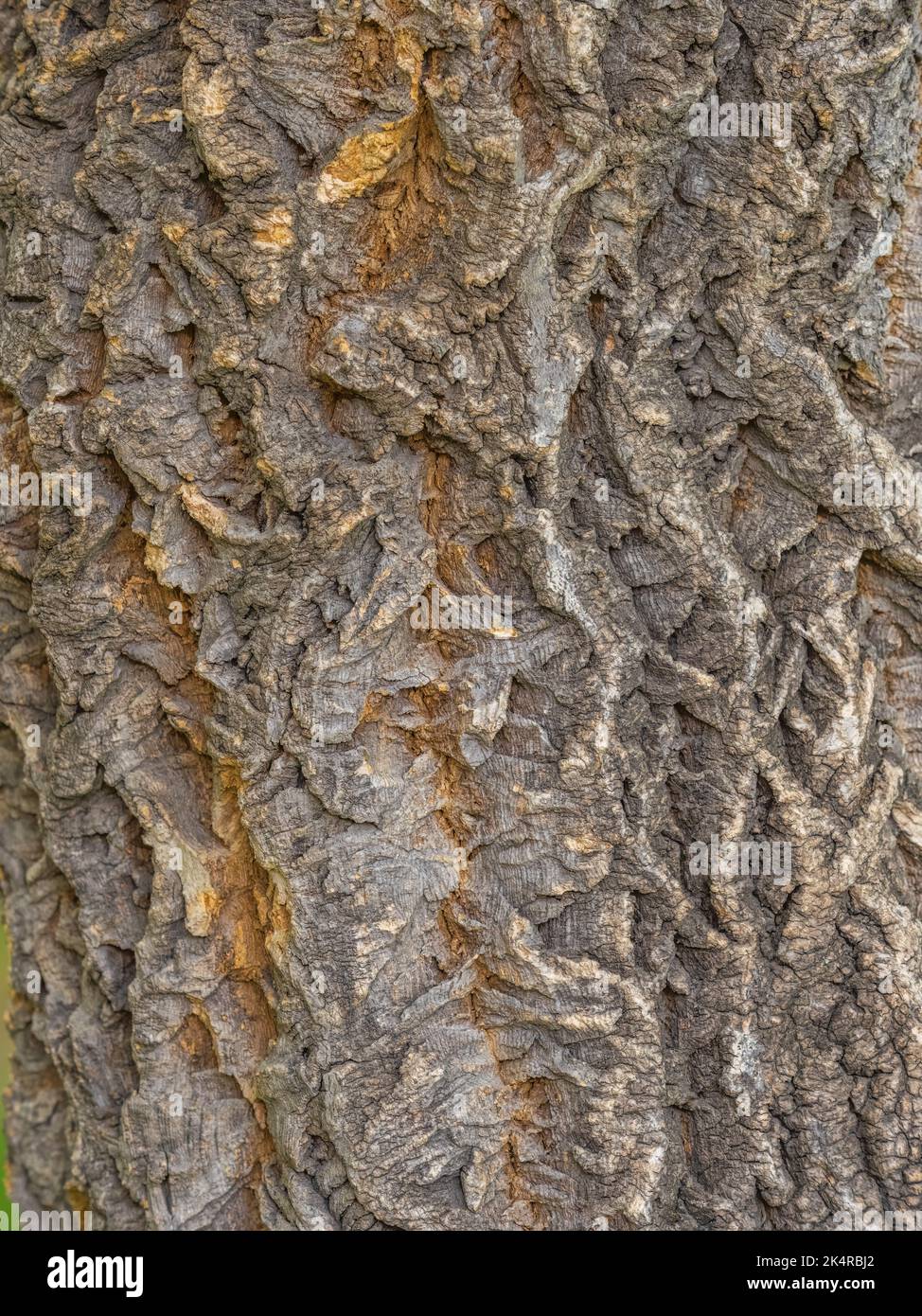 The bark of Amur velvet, or Amur cork tree, lat. Phellodendron amurense ...