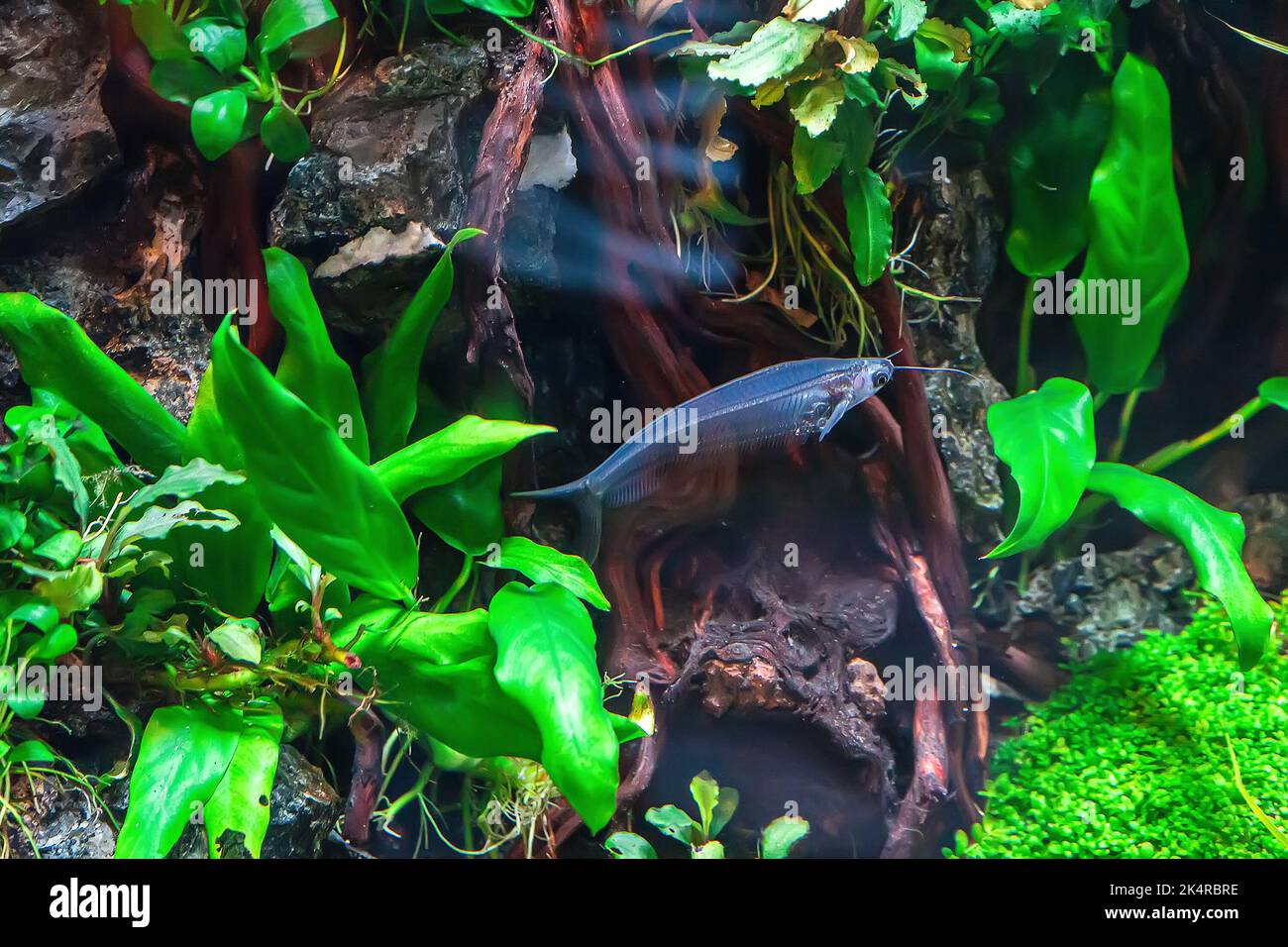 Underwater landscape nature forest style aquarium tank with a variety ...