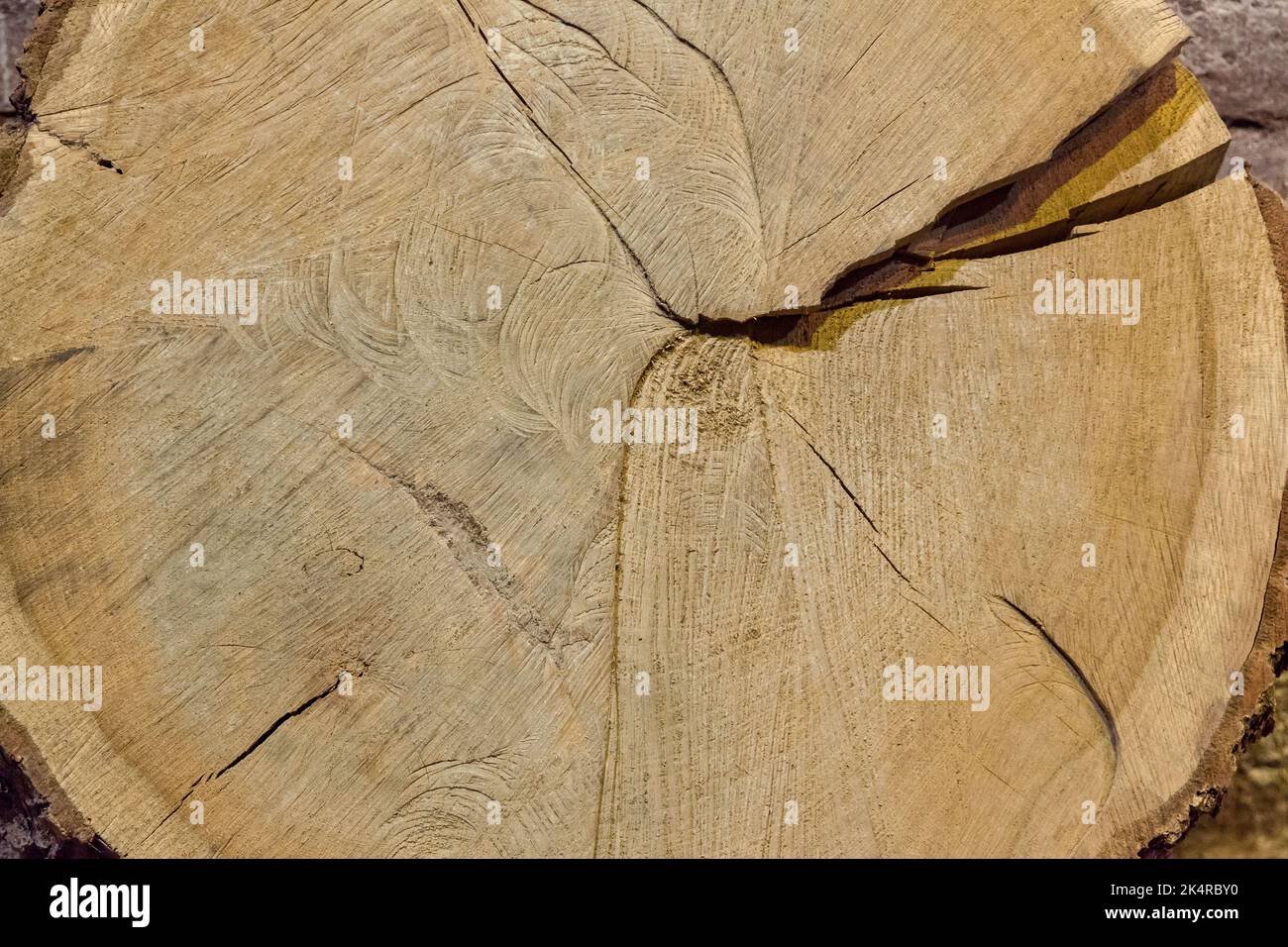 Texture of a round path of a tree trunk Stock Photo - Alamy