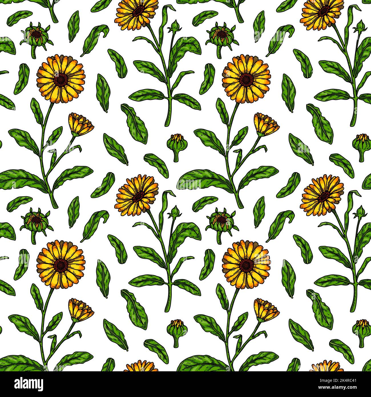 Echinacea flower background Stock Vector Images - Alamy