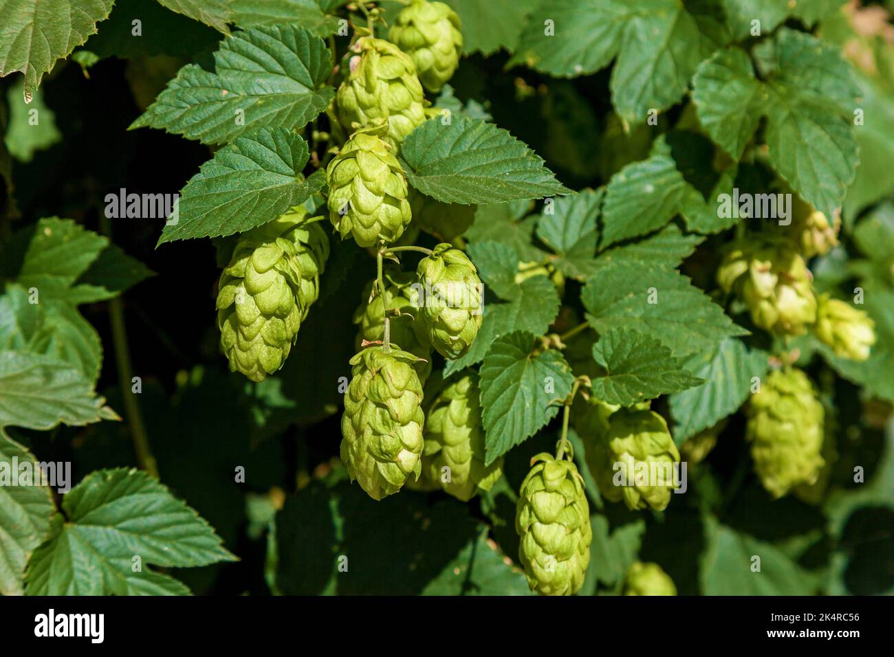 Humulus lupulus. Flowering hops plant, green foliage, background Stock ...