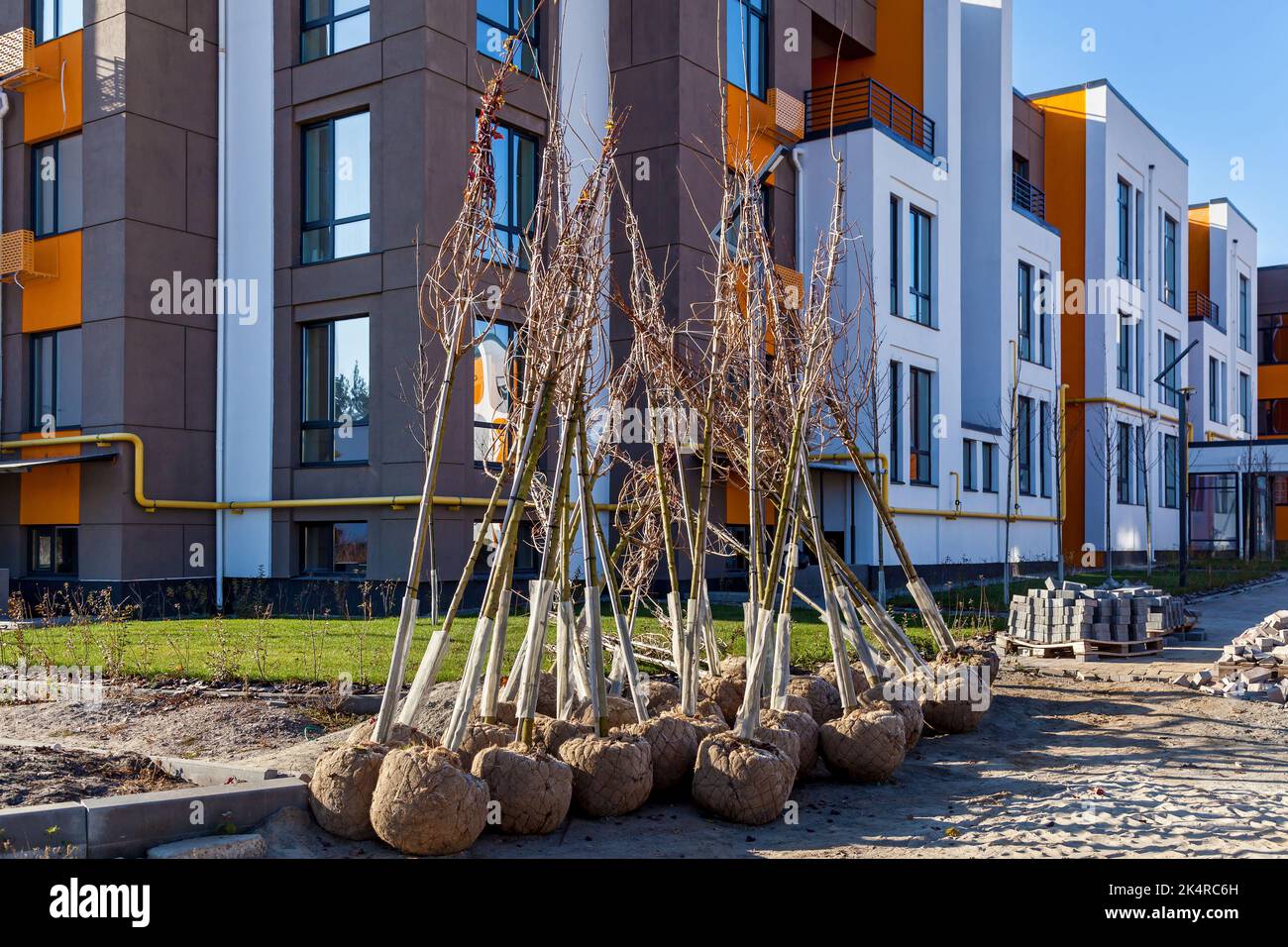 Saplings of young trees for landscape design of the territory near a ...