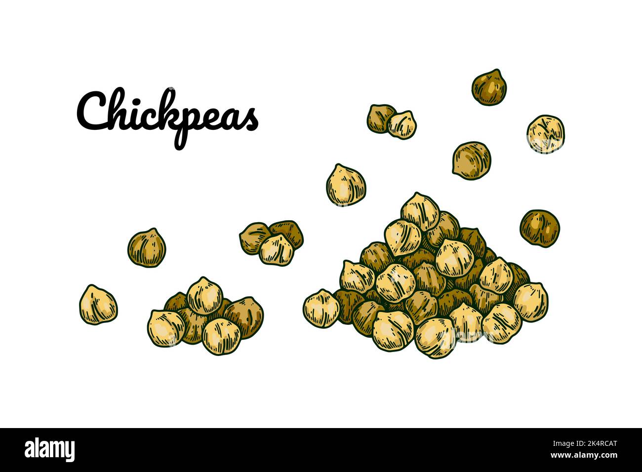 Hand drawn chickpeas beans. Colorful botany vector illustration in ...