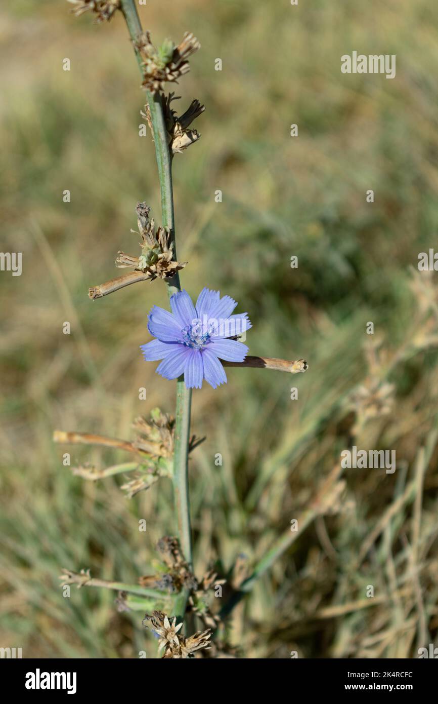 a blue flower in desert Stock Photo - Alamy