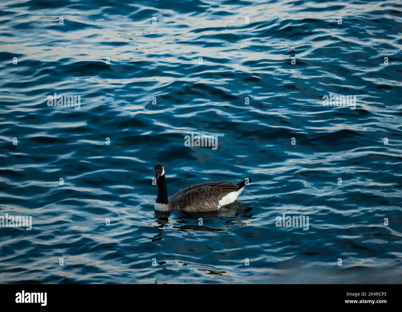 Geese swim on blue water. Wildlife - Canada goose. A different number ...