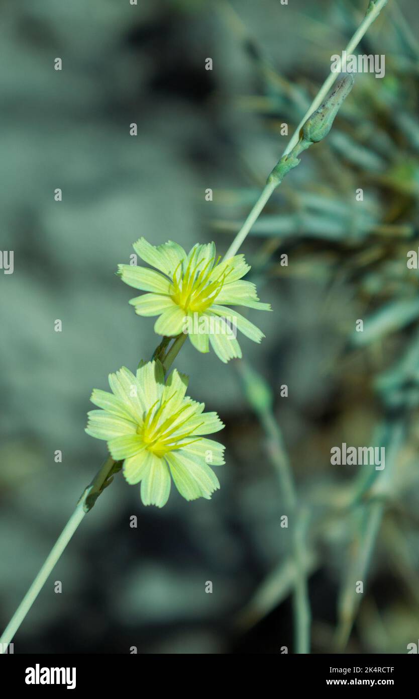 two beautiful yellow tiny flower Stock Photo - Alamy