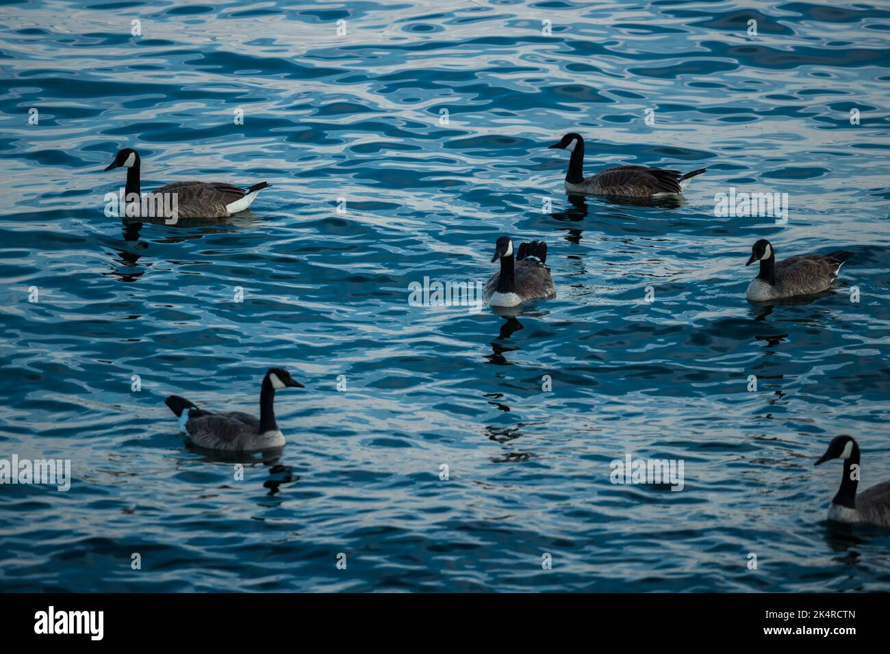 Geese swim on blue water. Wildlife - Canada goose. A different number ...