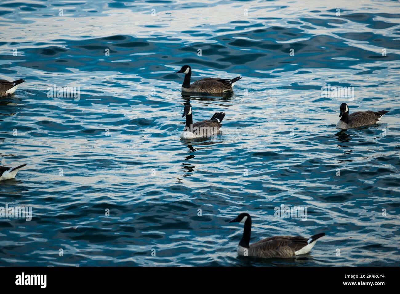Geese swim on blue water. Wildlife - Canada goose. A different number ...