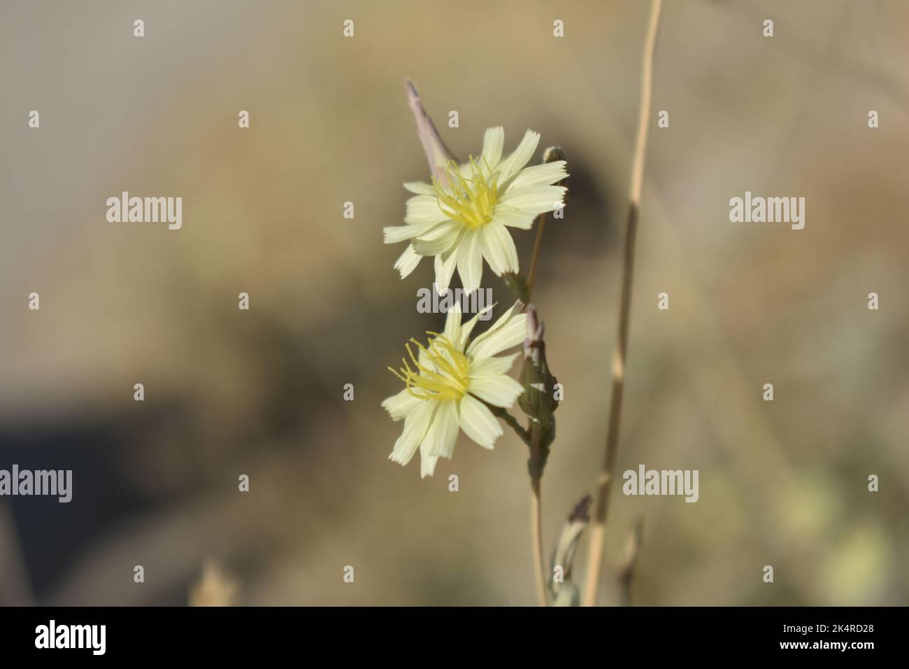 Luxury yellow flowers hi-res stock photography and images - Alamy