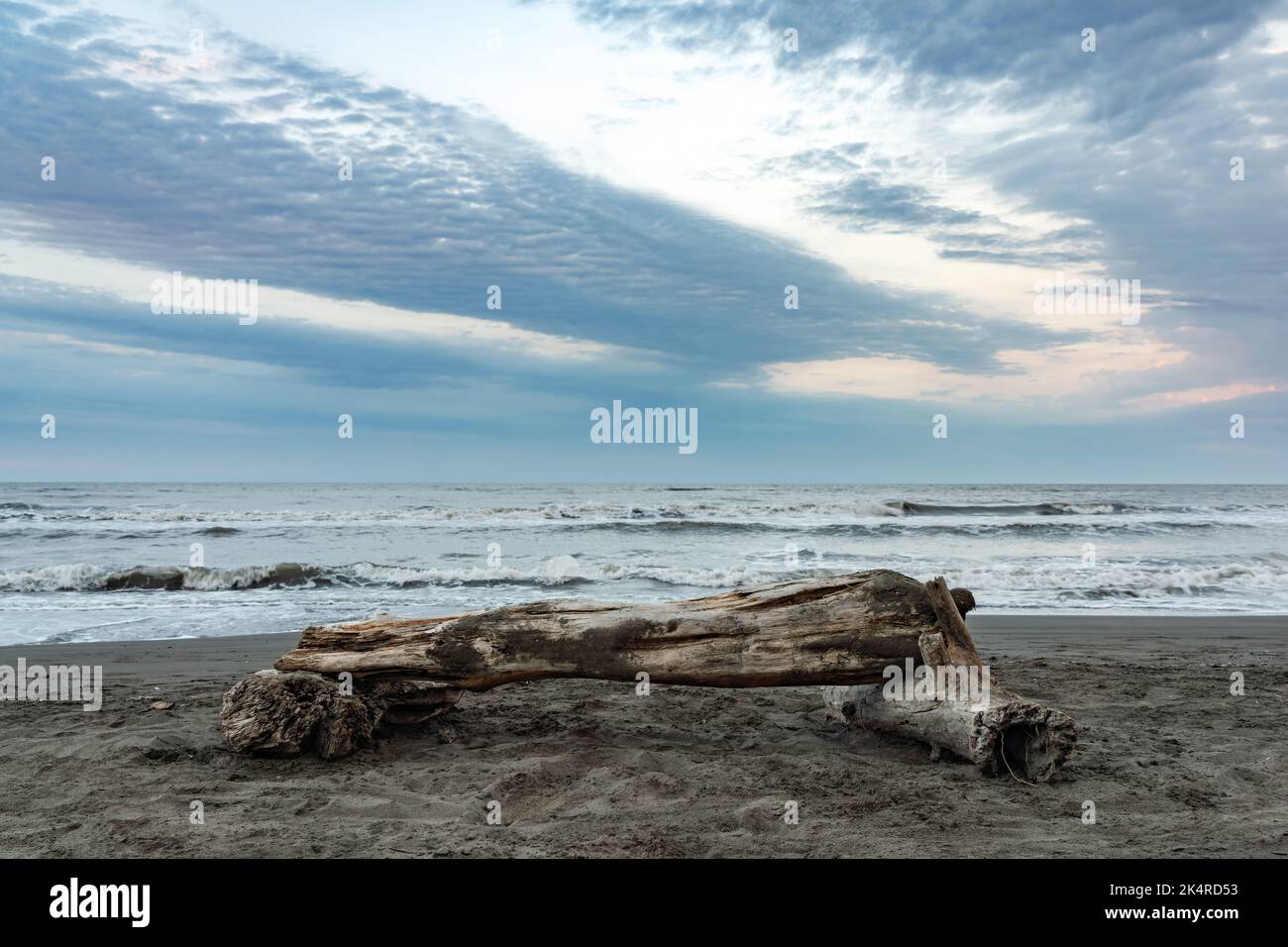 Old snag on the sea shore Stock Photo - Alamy