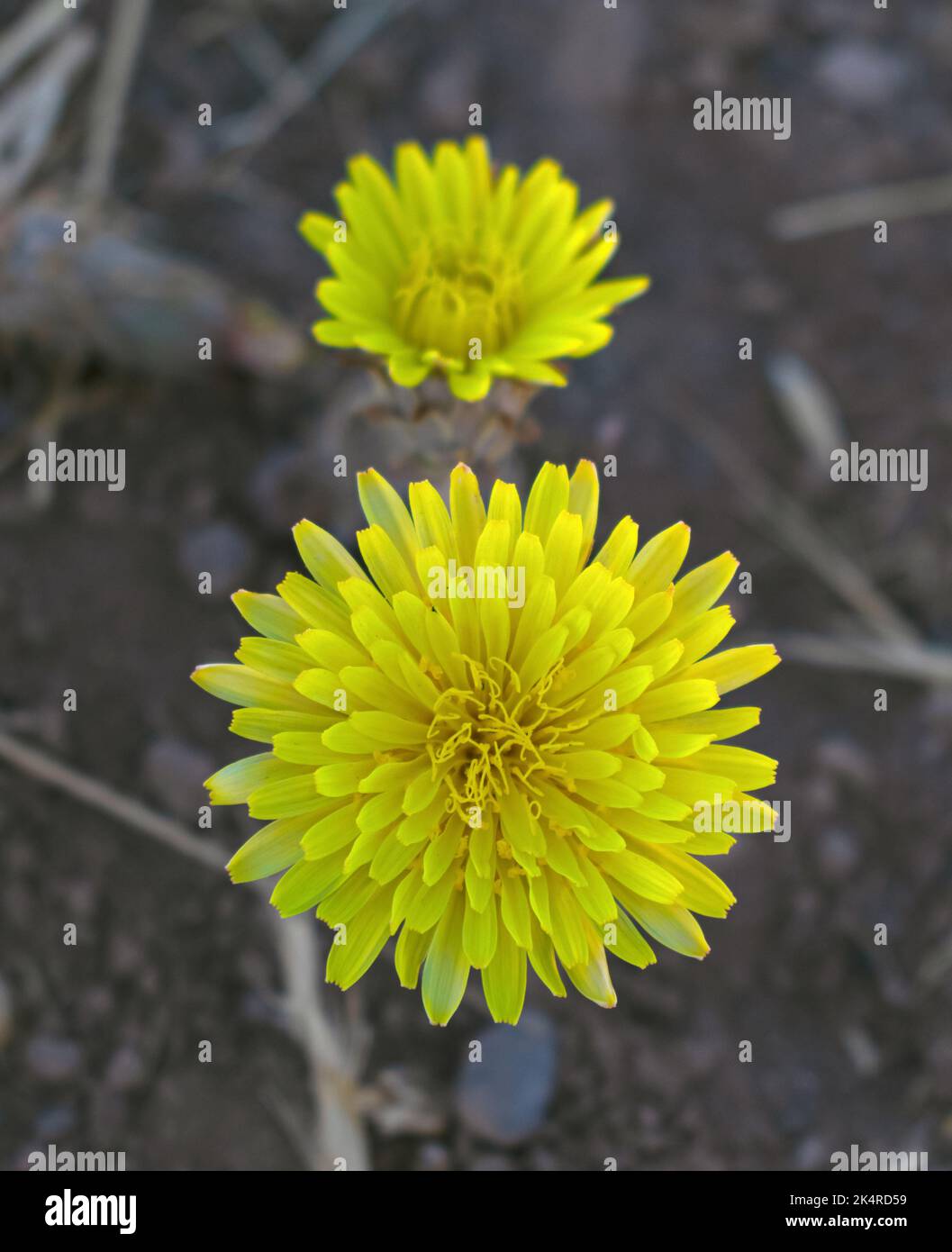 Ultra macro graphy hi-res stock photography and images - Alamy