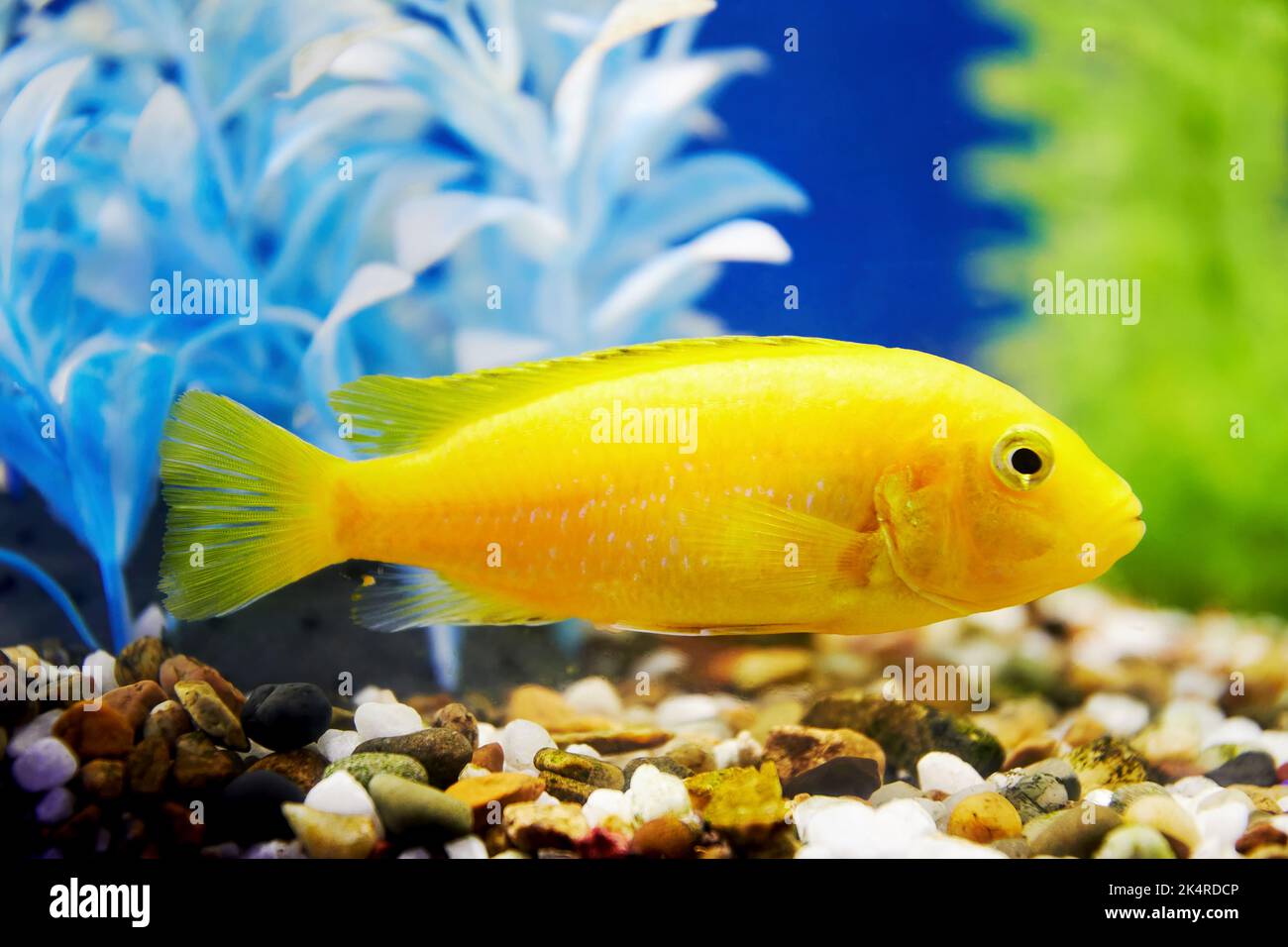 Goldfish in aquarium algae pebbles hi-res stock photography and images ...