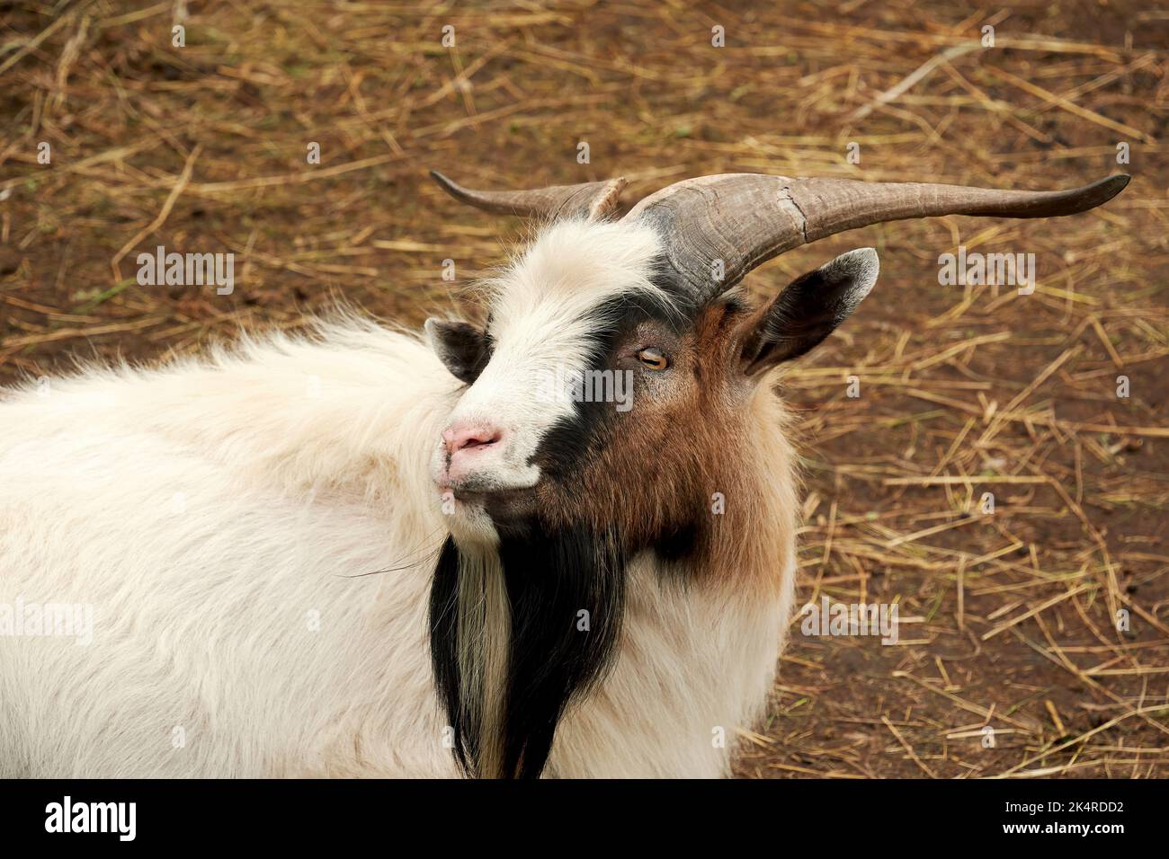 Funny goat gazing at camera. Domestic animals and farming Stock Photo ...